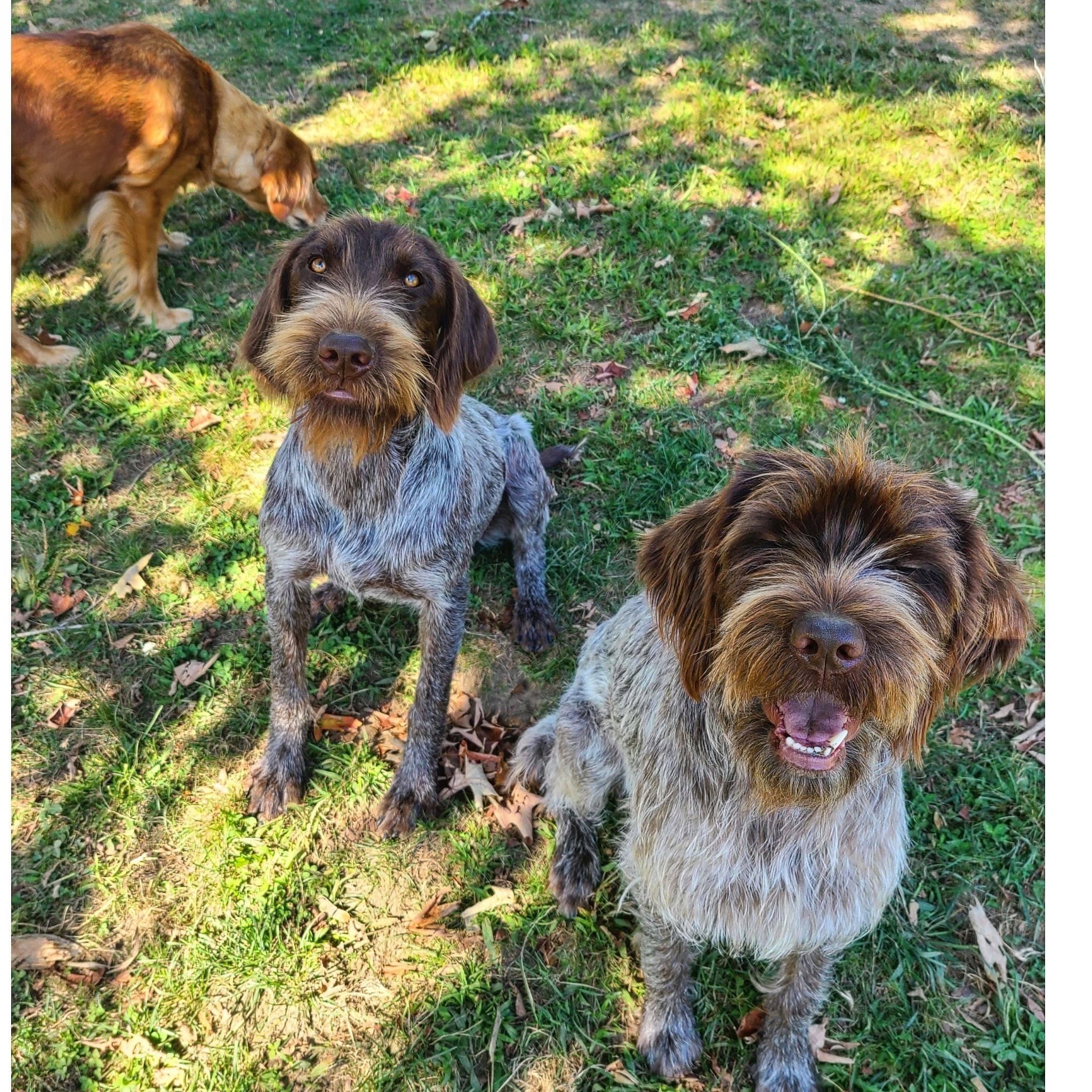 Maine Backwoods Kennel in Maine | Golden Retriever and Wirehaired ...