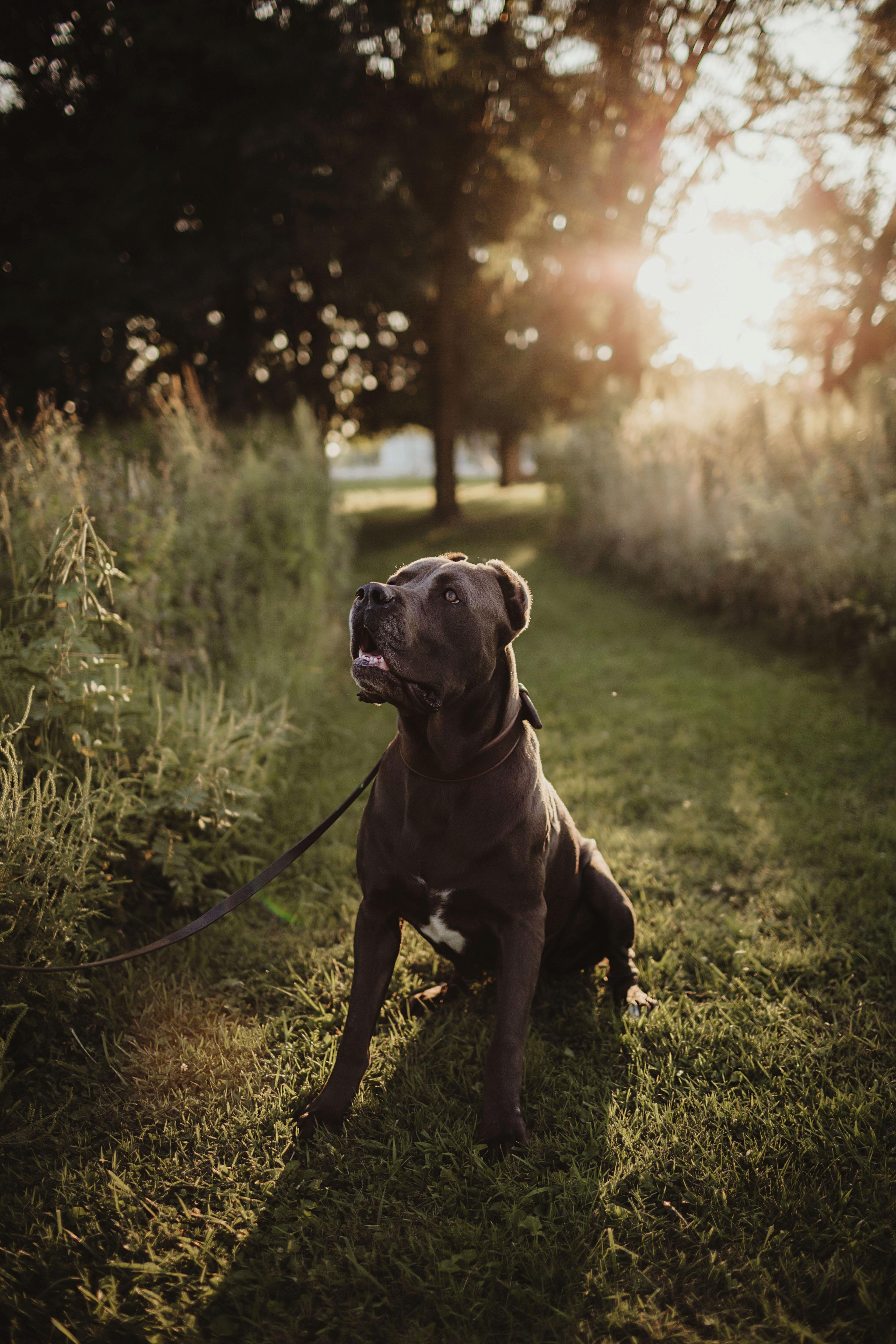 Cast Iron Kennels in Indiana | Cane Corso puppies | Good Dog