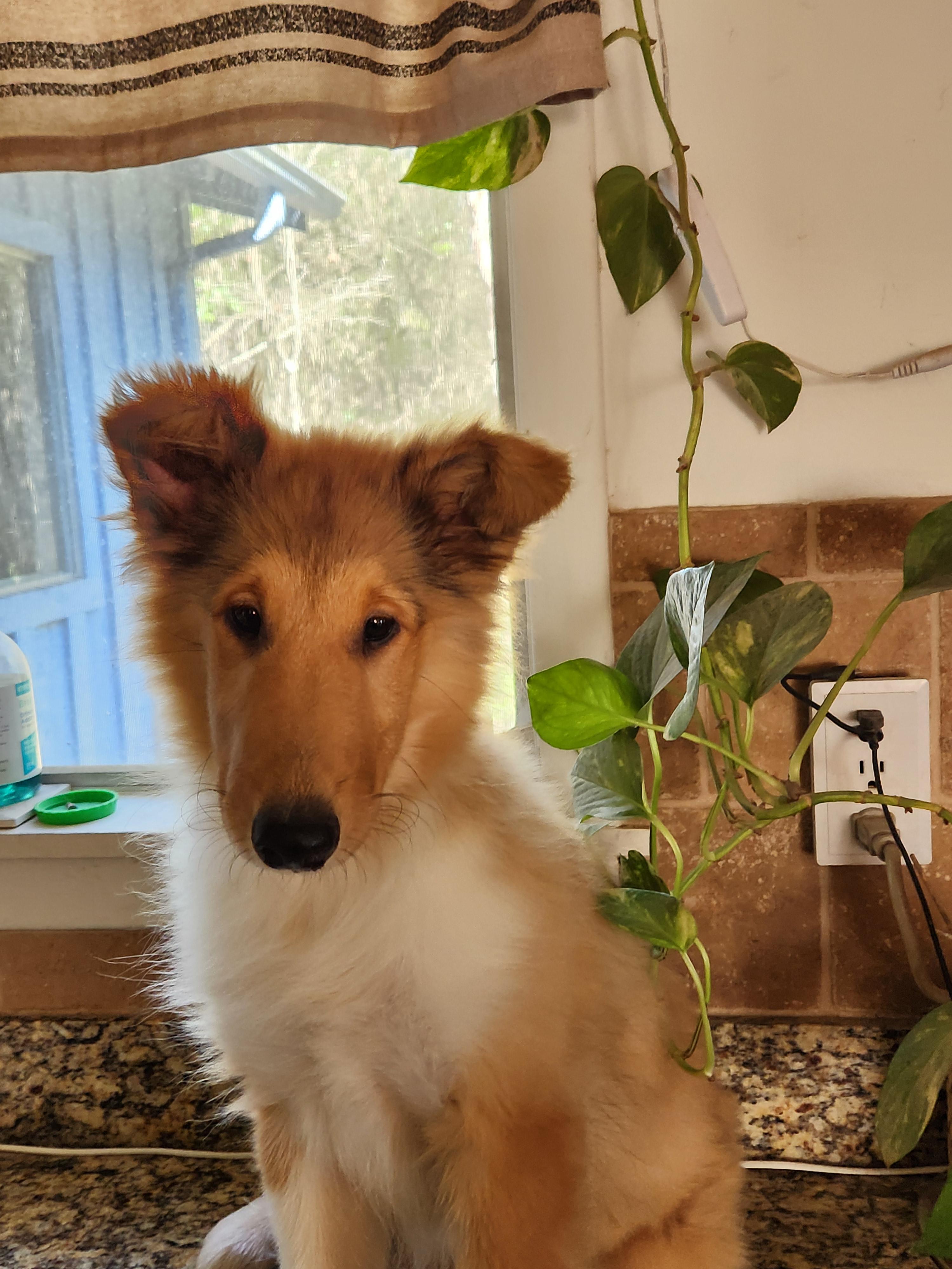 Critter cottage in Texas | Collie puppies | Good Dog