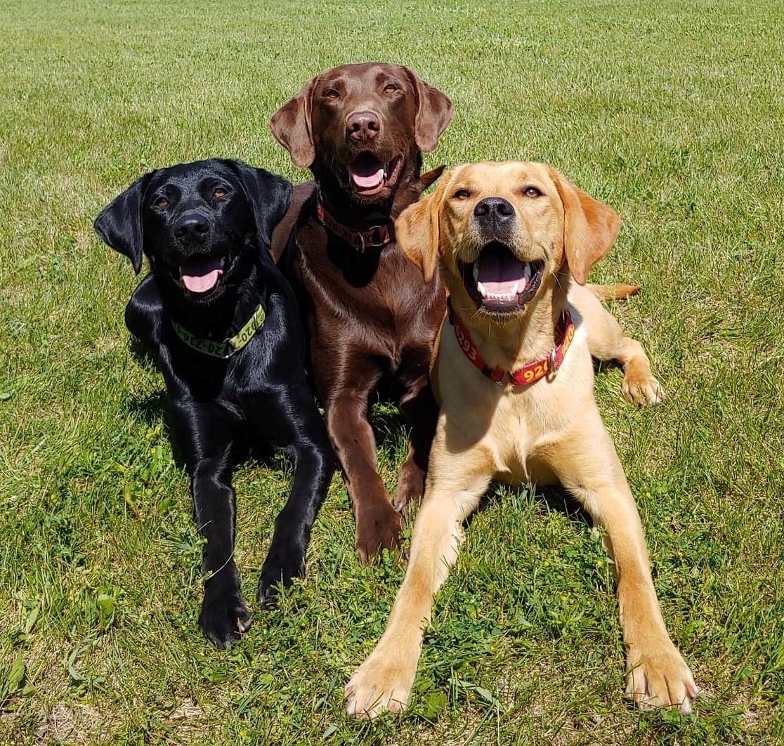 Patriot Labrador Retrievers in Wisconsin | Labrador Retriever puppies ...