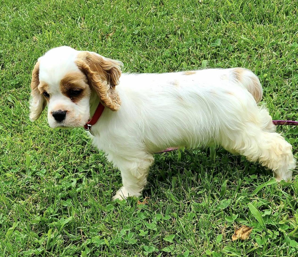 BairSto Cockers in Missouri | Cocker Spaniel puppies | Good Dog
