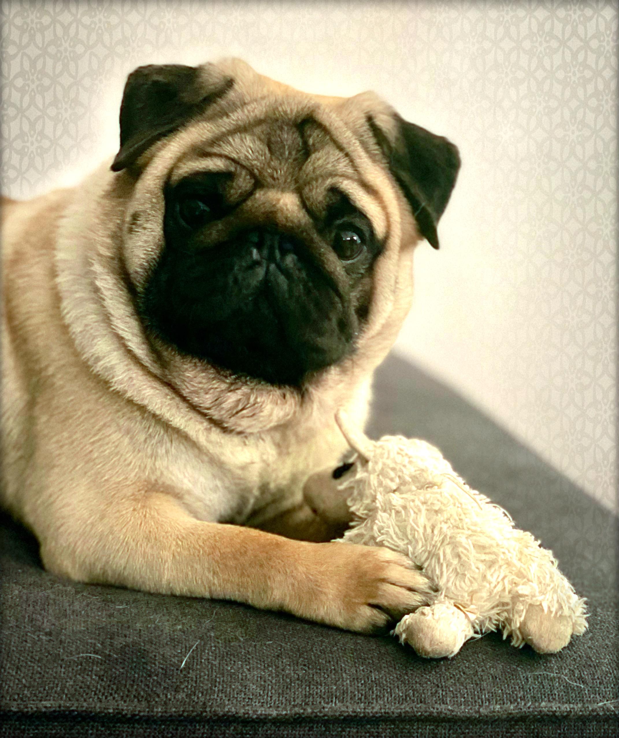Harmony Pugs in Texas | Pug puppies | Good Dog