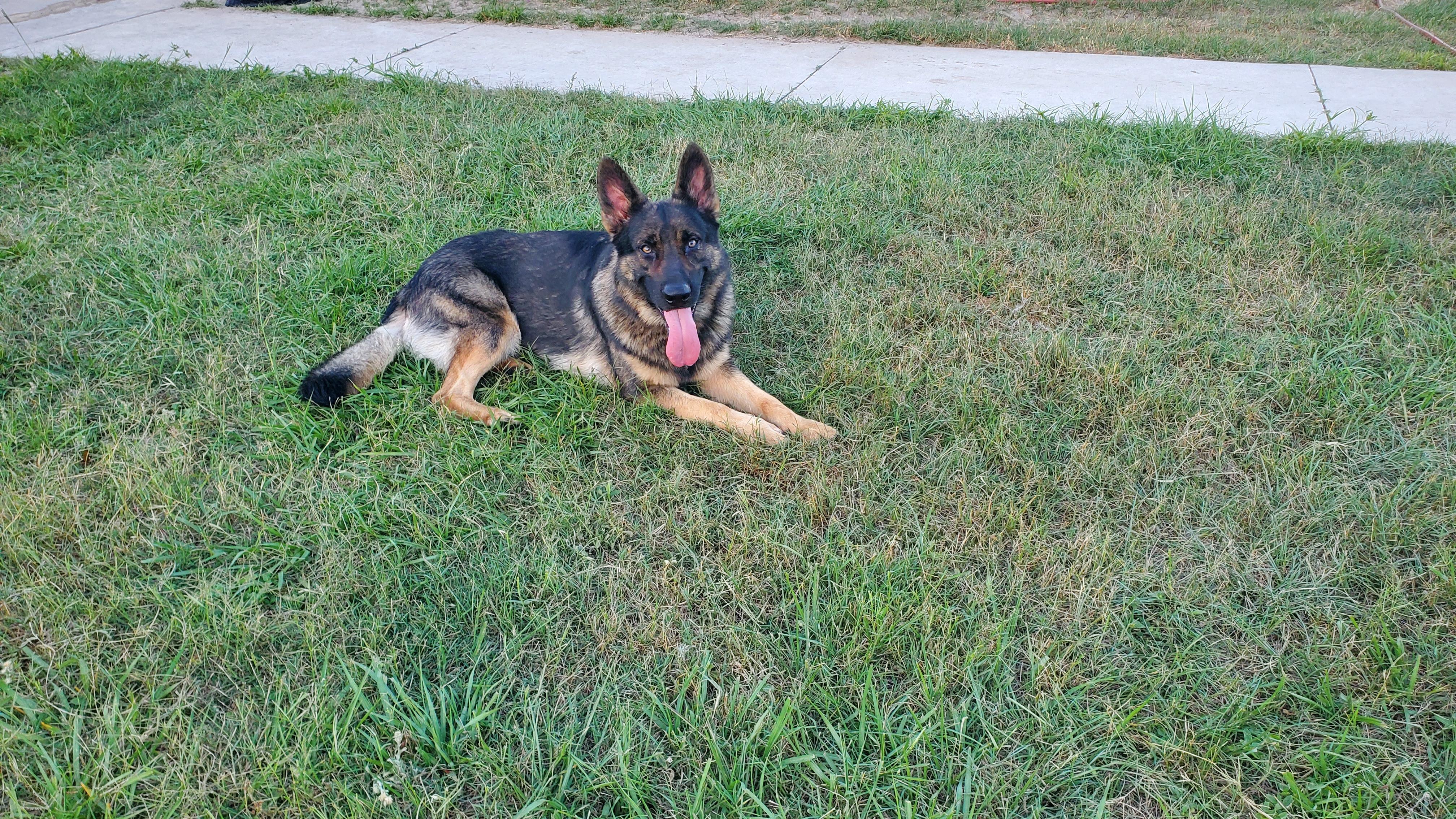 The Shepherds' House in Florida | German Shepherd puppies | Good Dog