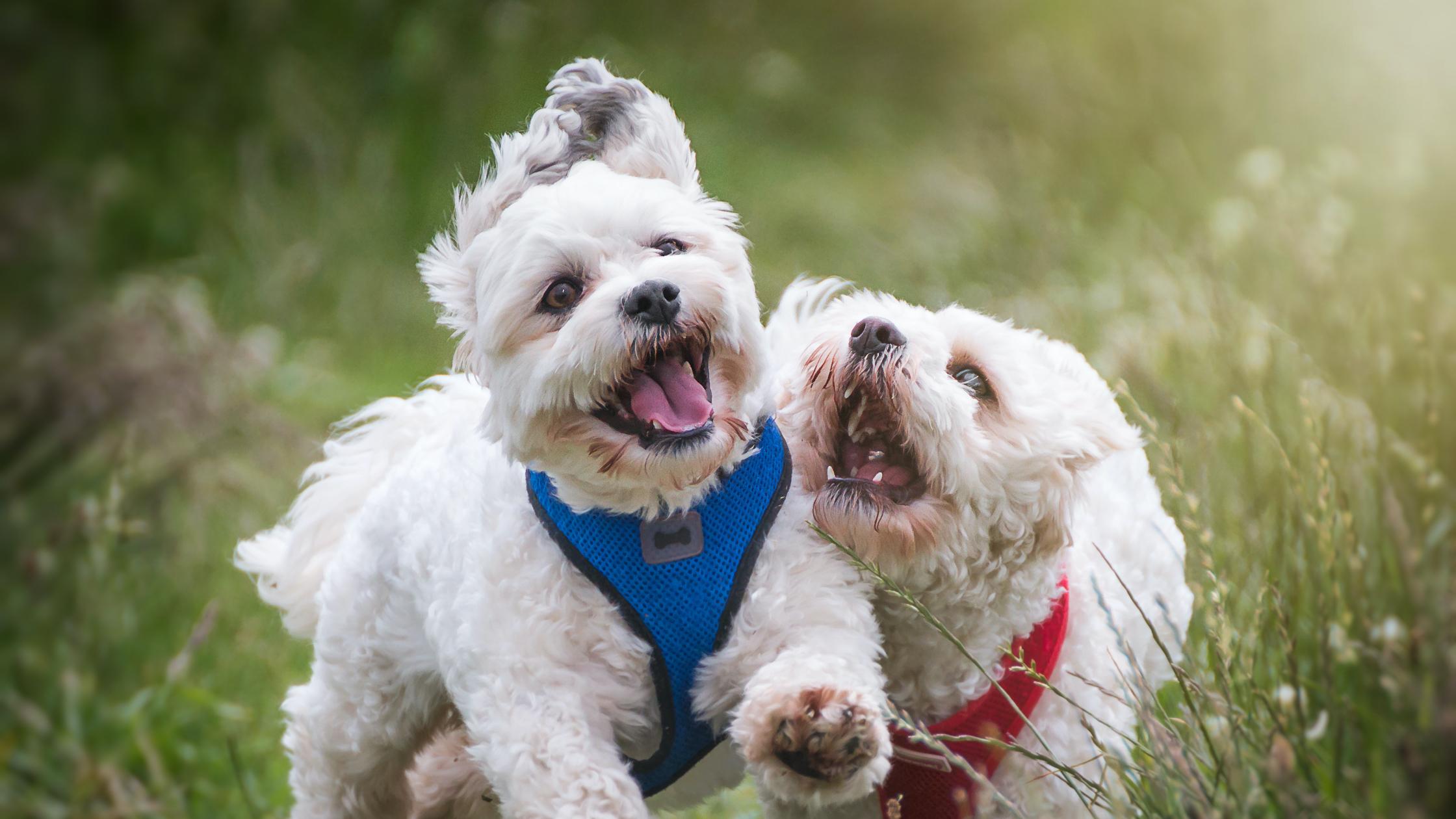 #1 Guide to Health Testing — Cavachon | Good Dog