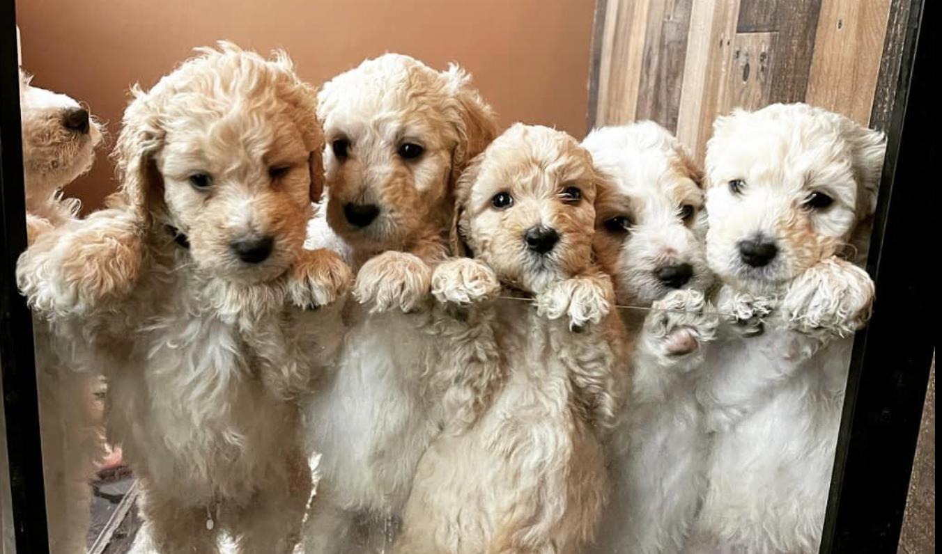 Small Home Doodles in New York | Goldendoodle puppies | Good Dog