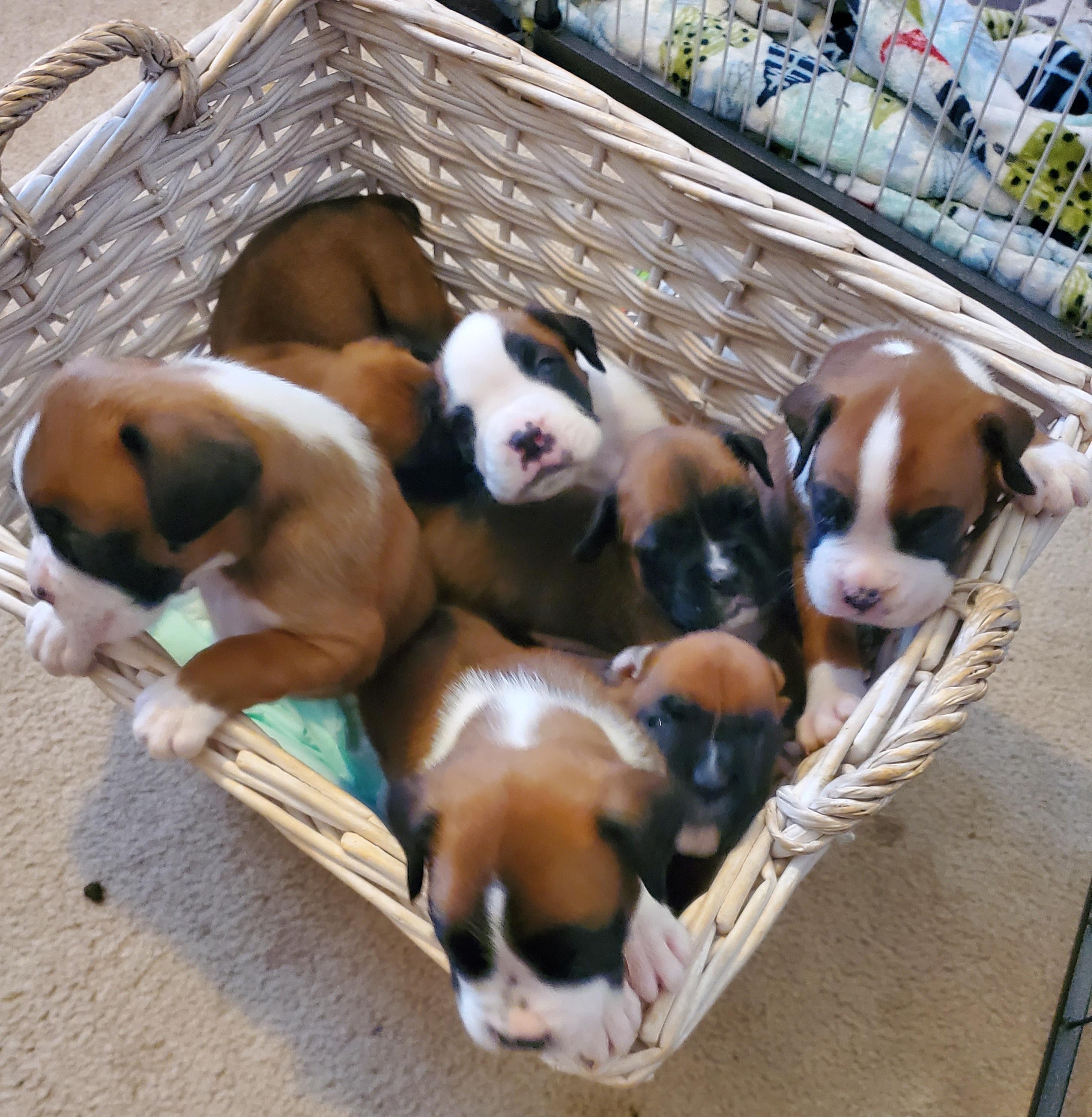 Kimberly's Boxers in Georgia | Boxer puppies | Good Dog