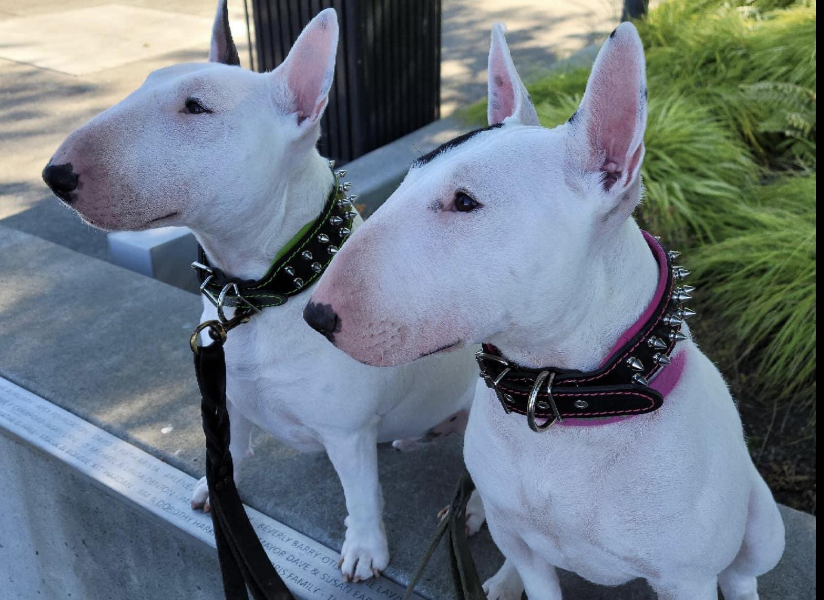 Goblin Mini Bulls in Virginia | Miniature Bull Terrier puppies | Good Dog