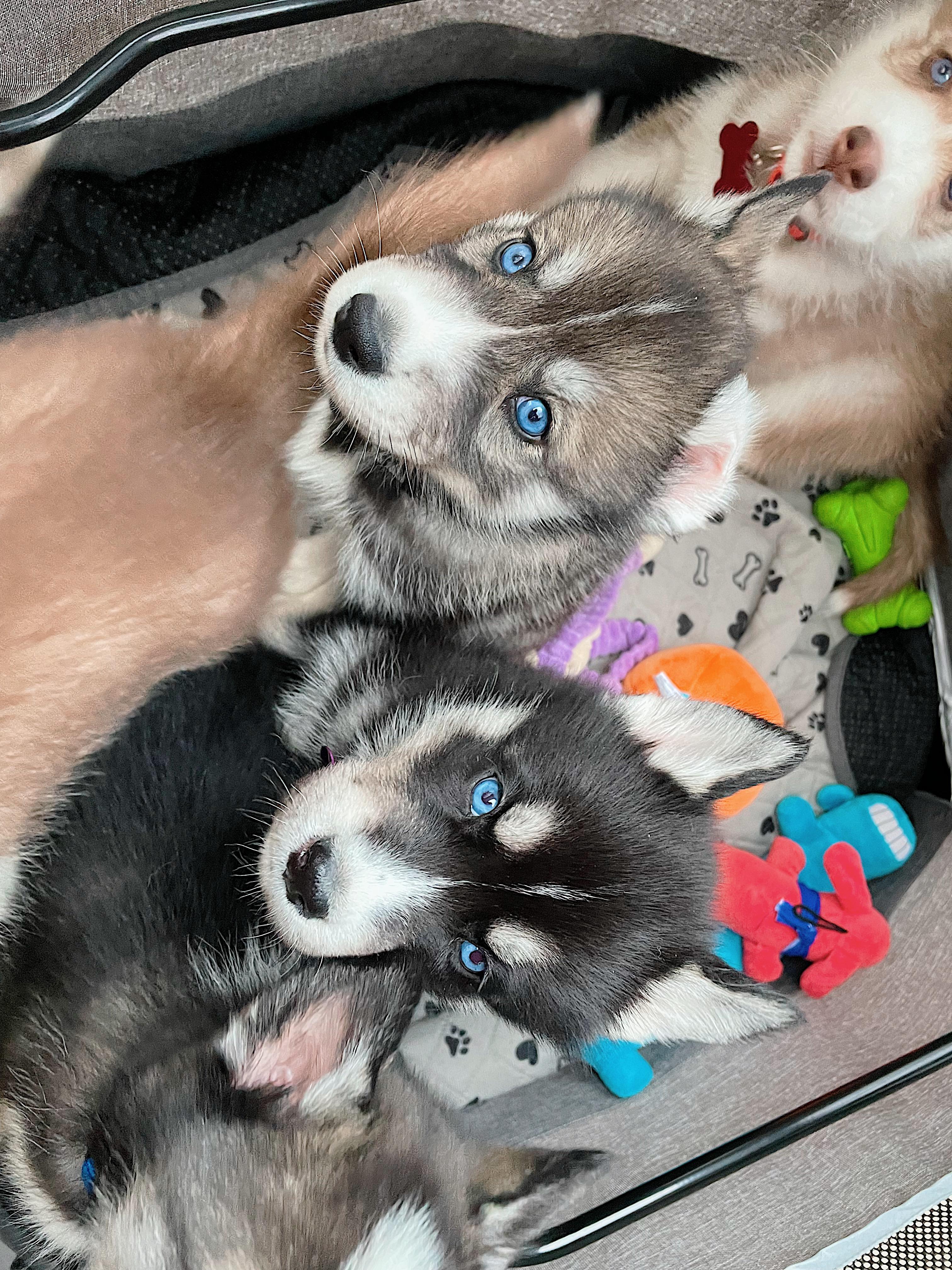 Home Pack Huskies in Rhode Island | Siberian Husky puppies | Good Dog