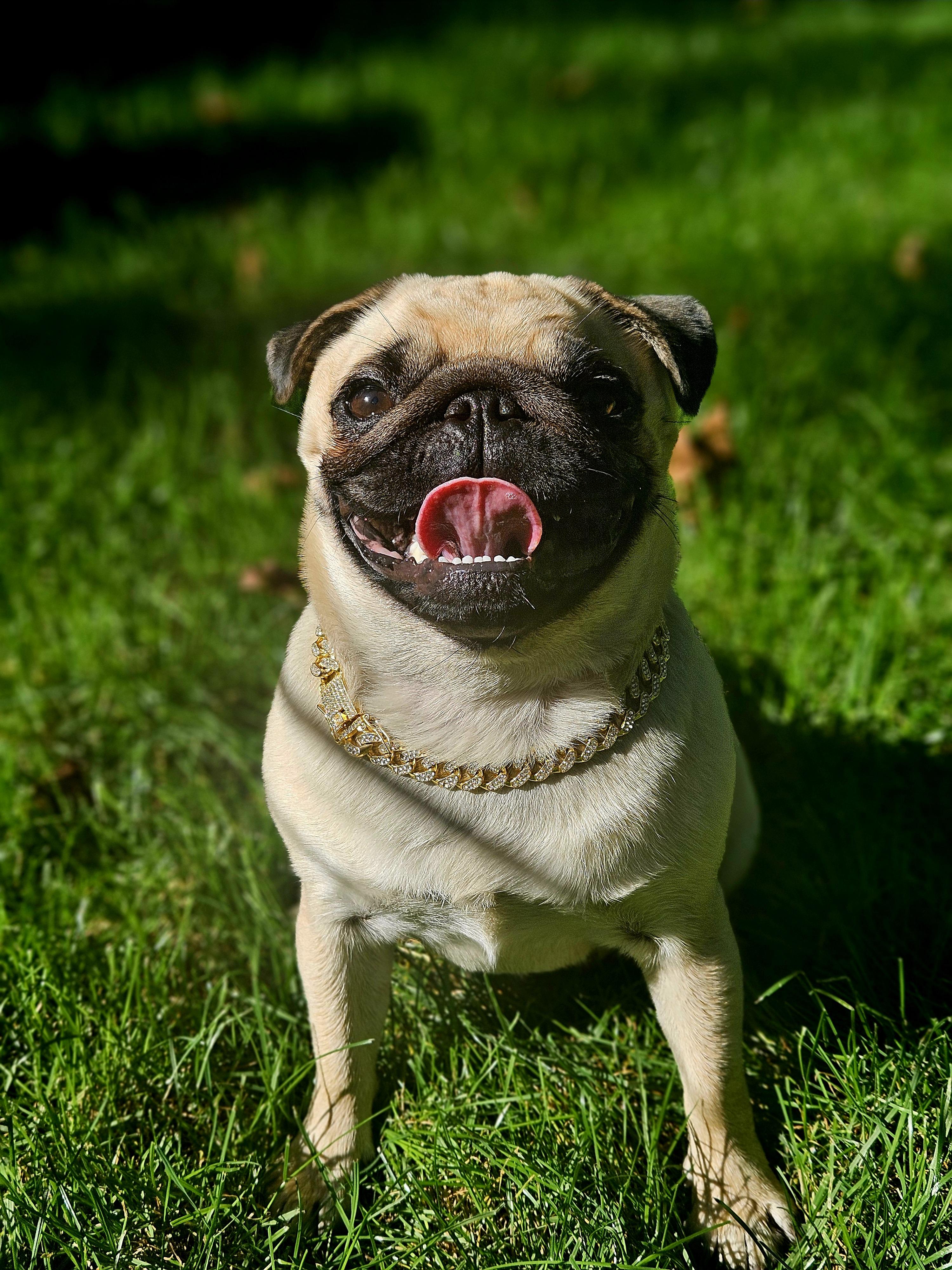 Pawsome Pug Companions in Washington | Pug puppies | Good Dog