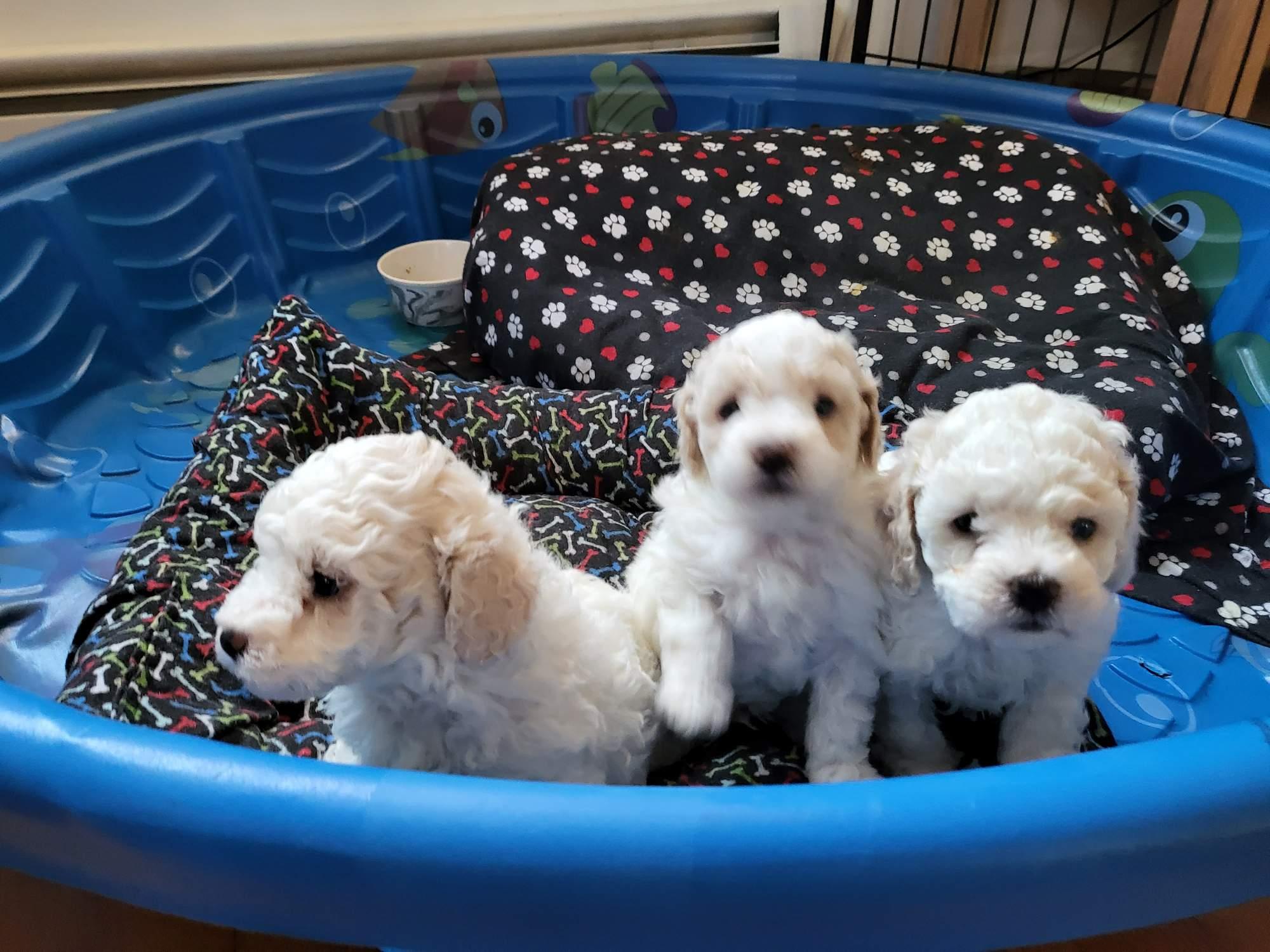 Má Belle Petité Poodle Puppies in Michigan | Poodle puppies | Good Dog