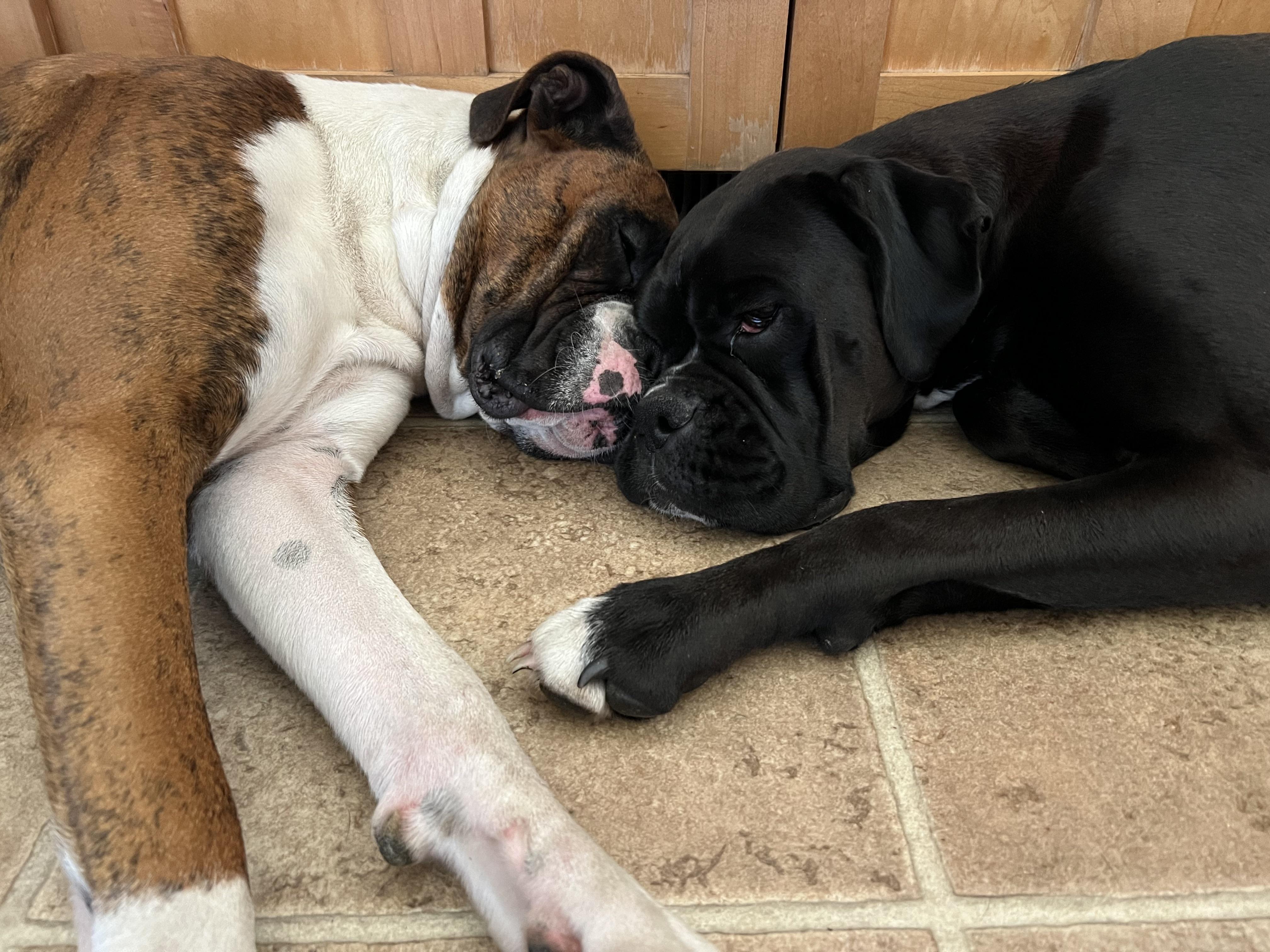 Holly's Boxers of Rochester in Washington | Boxer puppies | Good Dog
