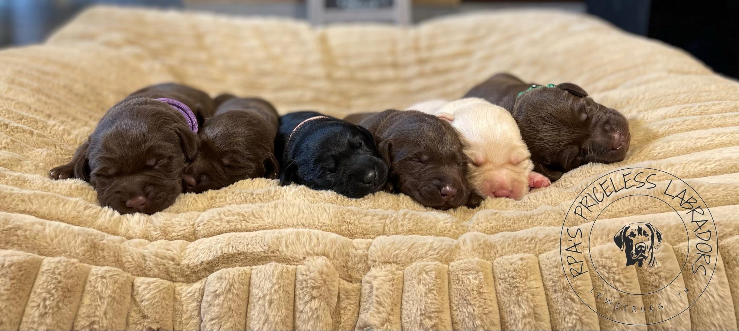 RPAs Priceless Labradors in Tennessee | Labrador Retriever and Dilute ...