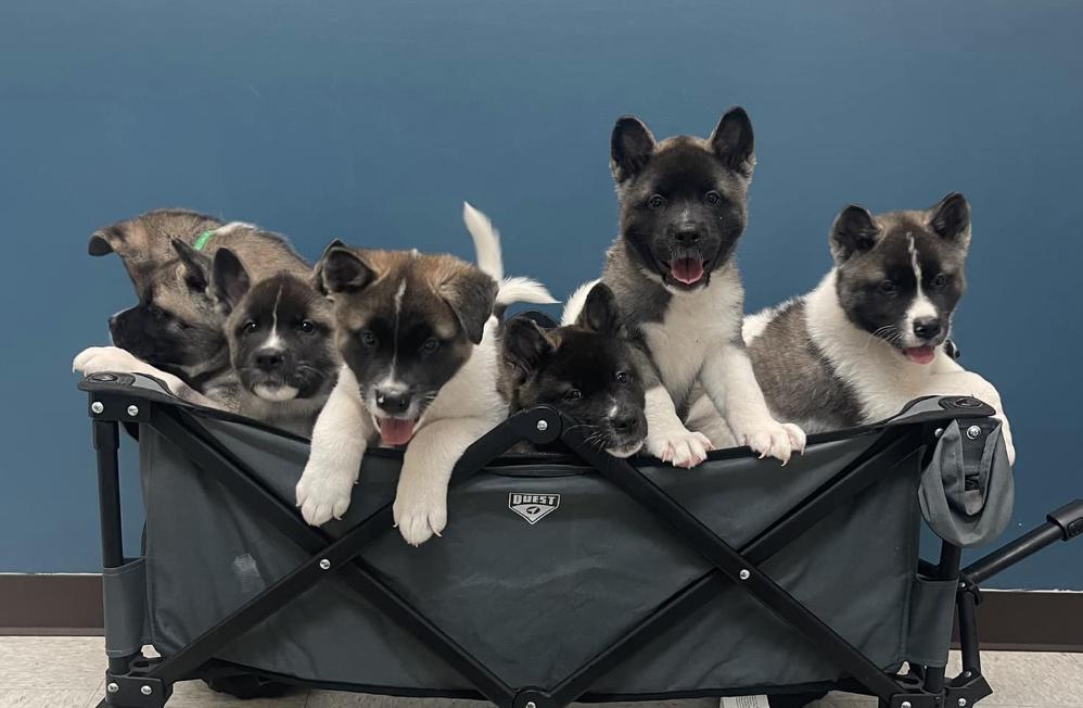 Tread Lightly Akitas in Missouri | Akita puppies | Good Dog