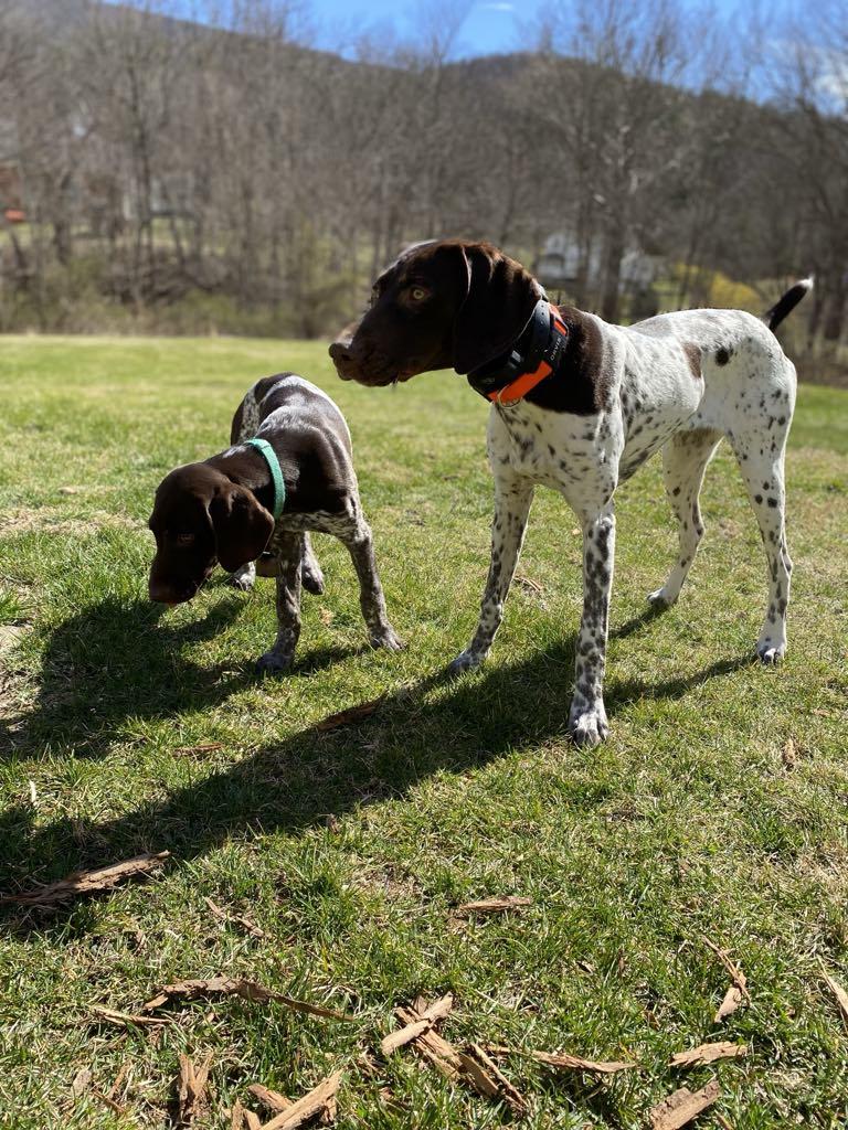 Thunder Mountain Gun Dogs in Virginia | German Shorthaired Pointer ...
