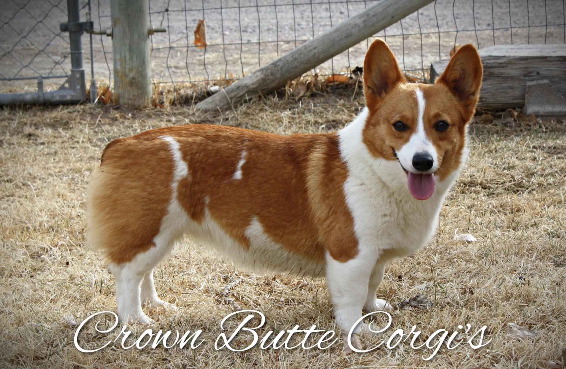 Crown Butte Corgi's in Montana | Pembroke Welsh Corgi puppies | Good Dog