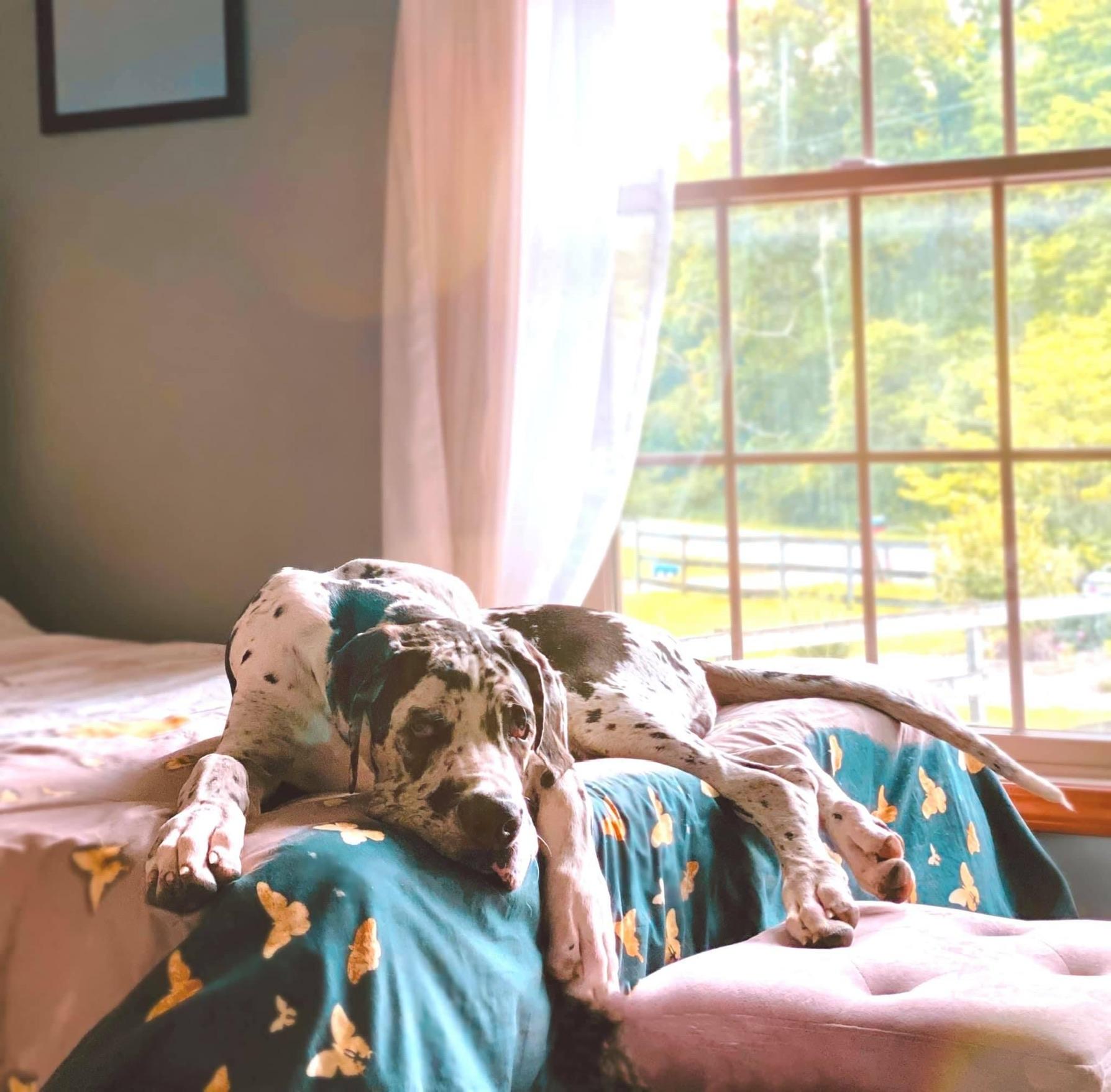 Sand Mountain Danes LLC in Alabama | Great Dane puppies | Good Dog