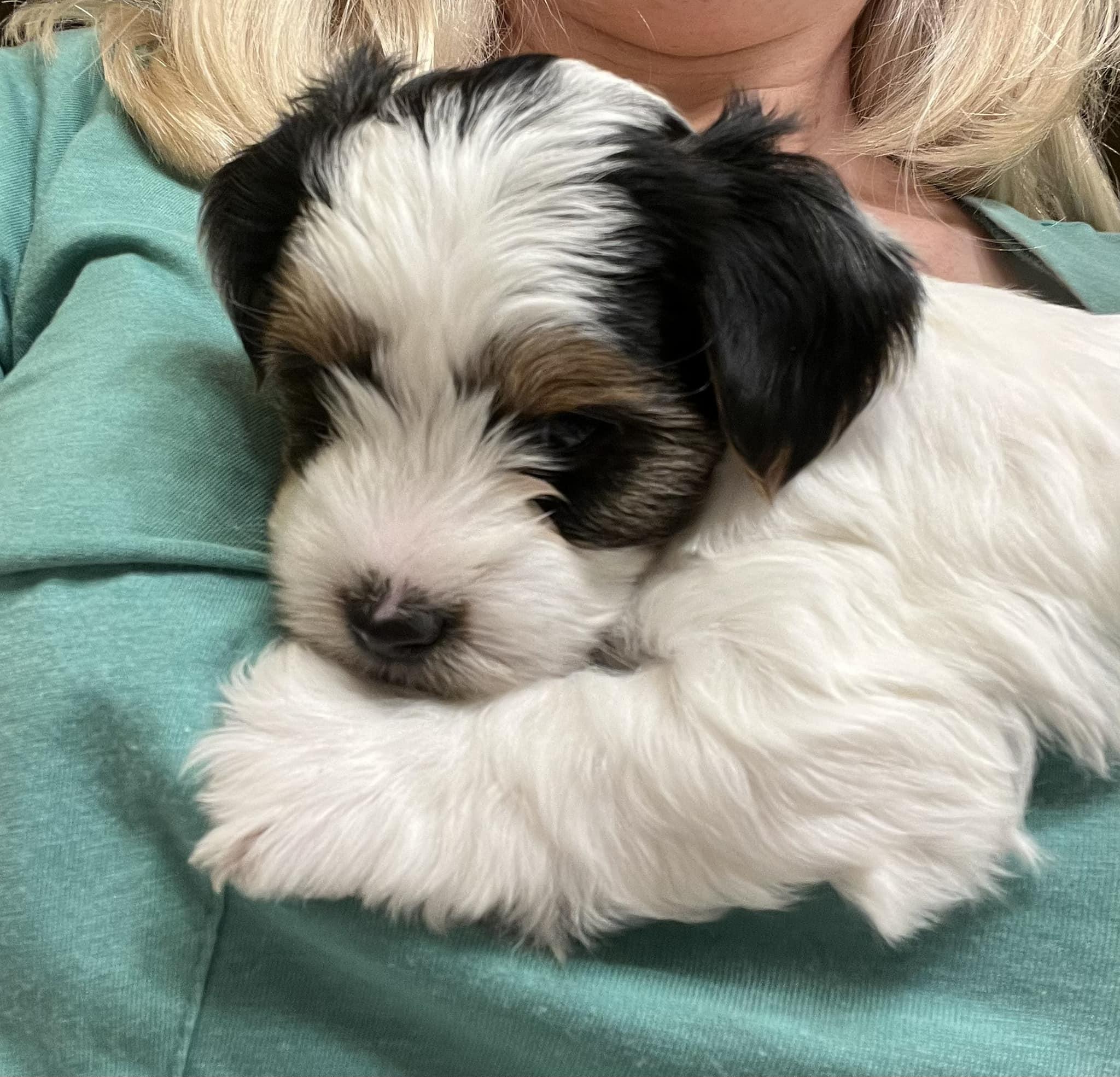 Kirsten's Biewer Terriers in Oregon | Biewer Terrier puppies | Good Dog