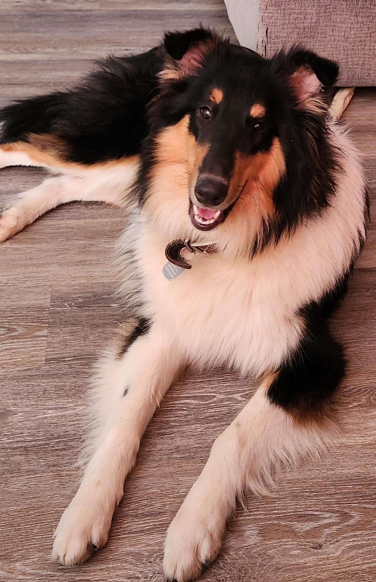 Reger Collies in Missouri | Collie puppies | Good Dog
