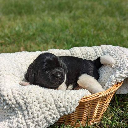 Miss Sue’s Petting Zoo : Newfoundlands in Virginia | Newfoundland ...