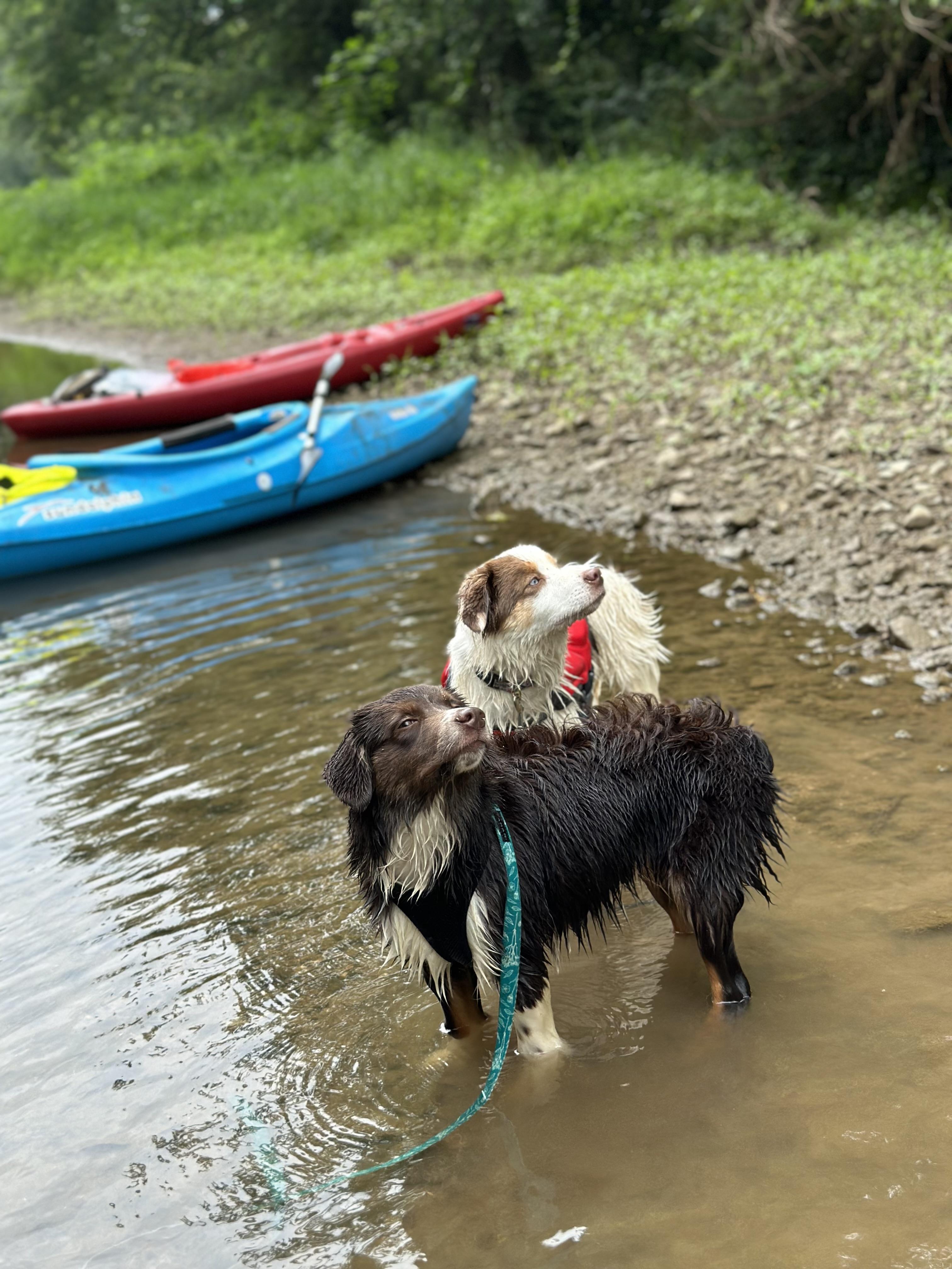Barnaby’s Barn Dog’s in Indiana | Miniature American Shepherd puppies ...