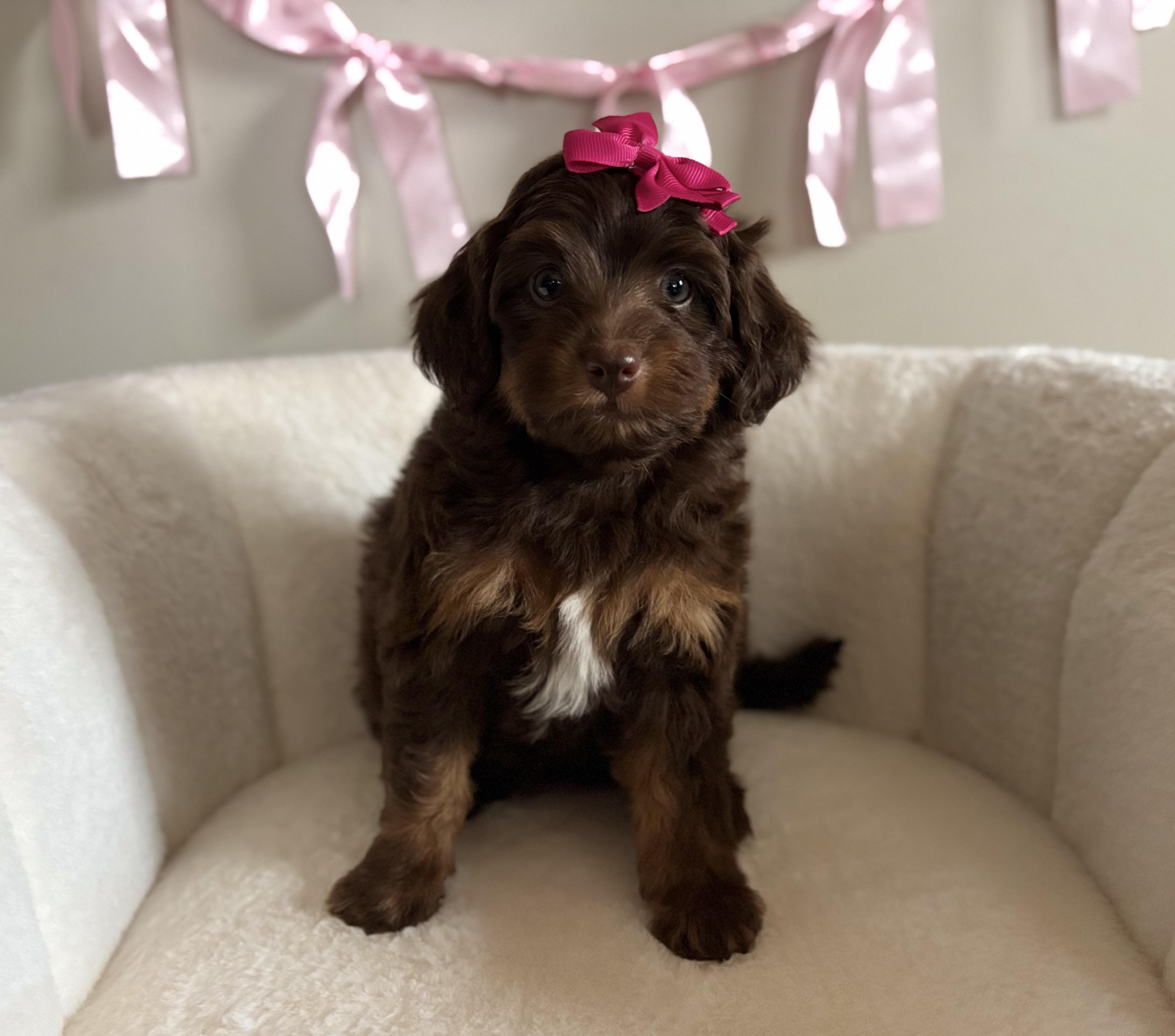 Miranda’s Sunshine Poodles and Doodles in Indiana | Bernedoodle and ...