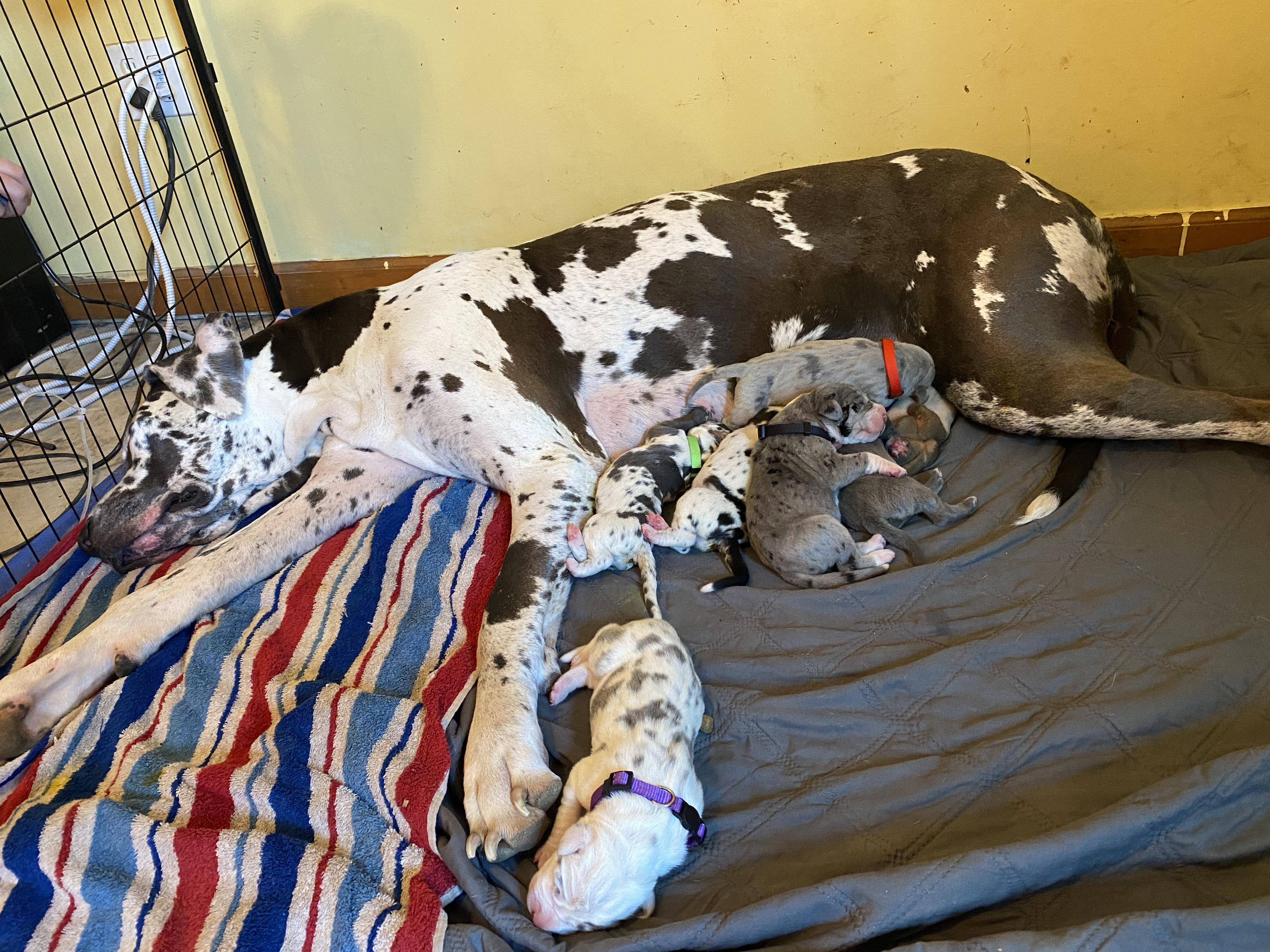 Jordan Giants in Indiana | Great Dane puppies | Good Dog