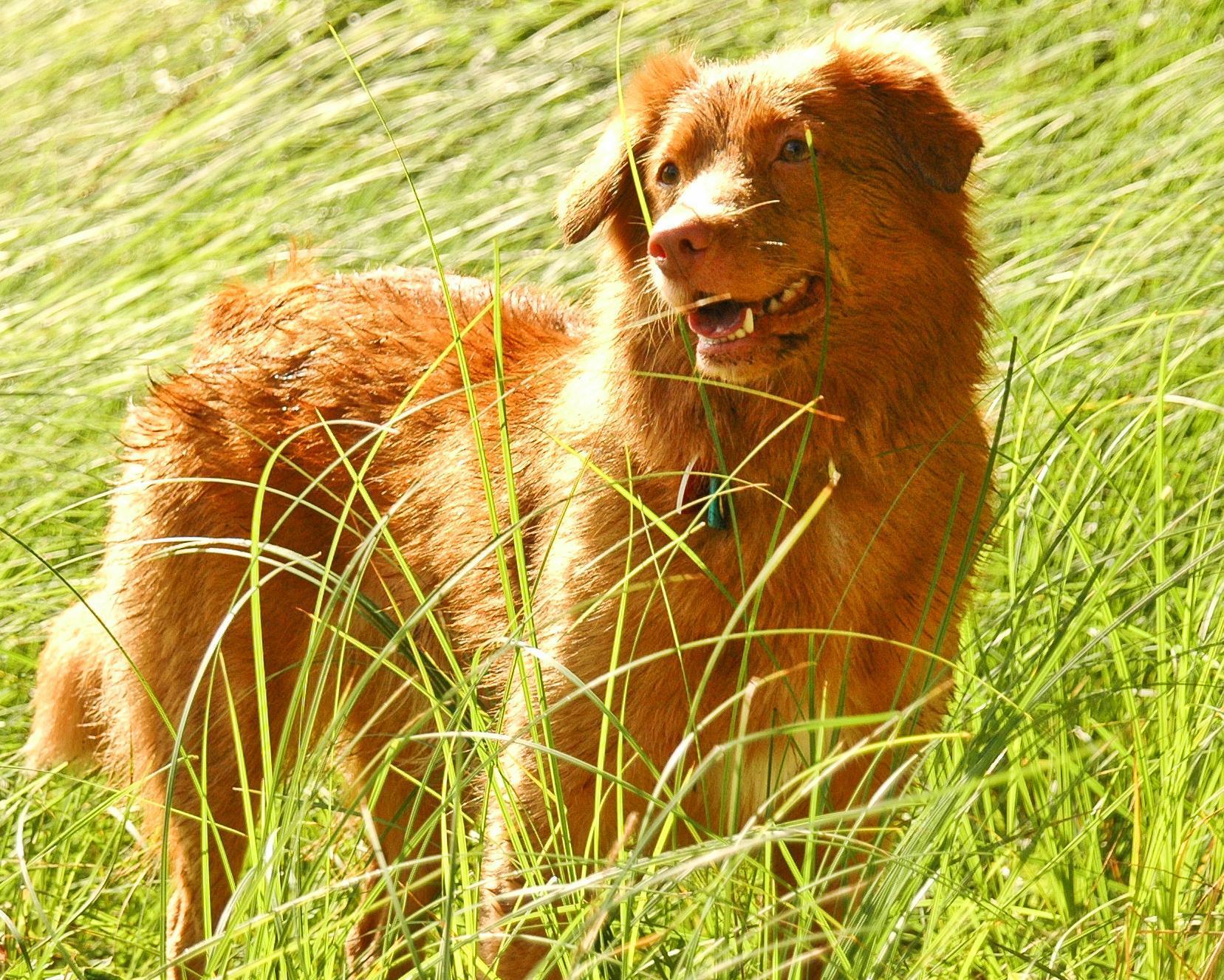 Saranac Tollers in New York | Nova Scotia Duck Tolling Retriever ...
