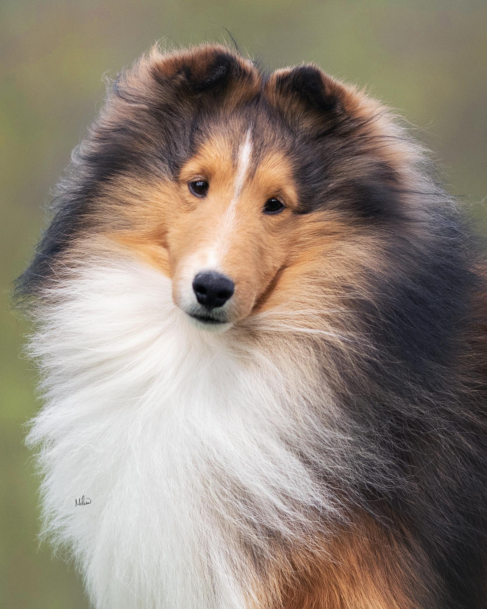 Trio Shelties in Colorado | Shetland Sheepdog puppies | Good Dog