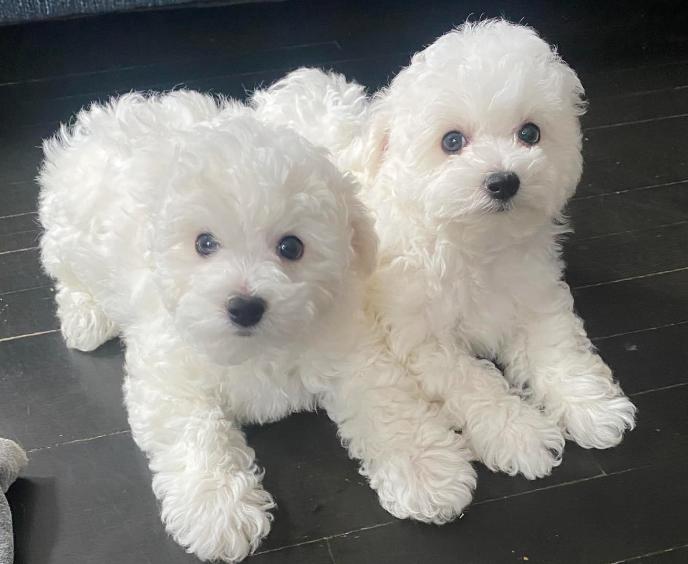 Luna Llena Bichons in North Carolina | Bichon Frise puppies | Good Dog