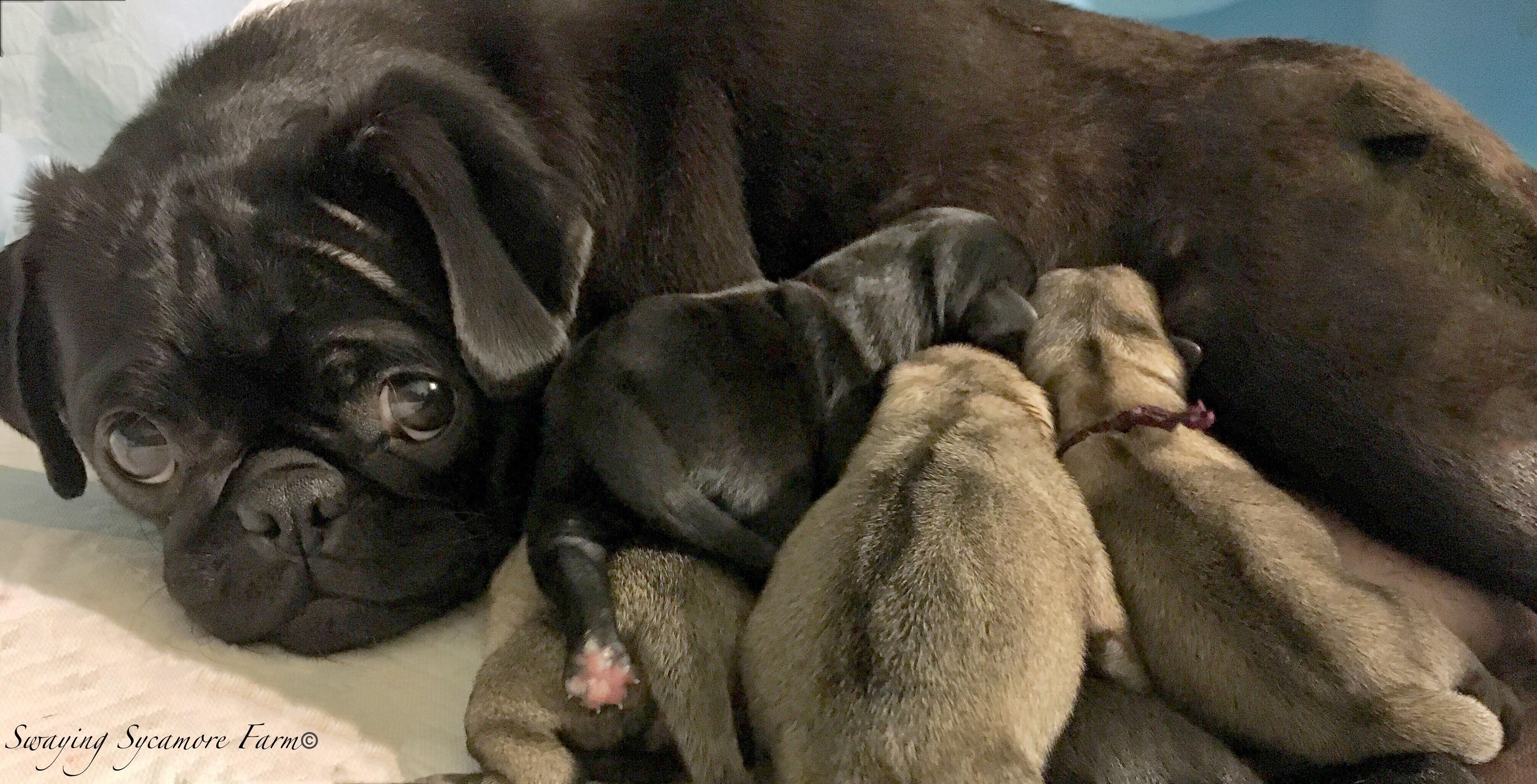 Swaying Sycamore Farm in Indiana | Pug and Shih Tzu puppies | Good Dog