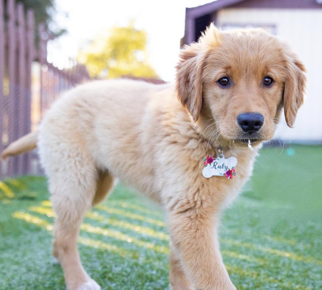 Gradient Golden Retrievers in California | Golden Retriever puppies ...