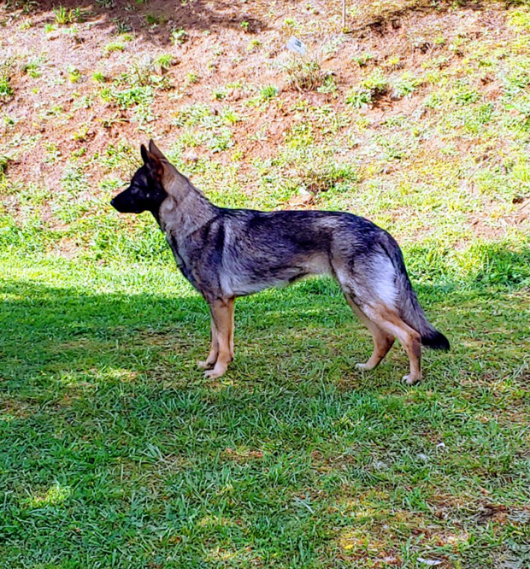 Rose Valley German Shepherds in Washington | German Shepherd puppies ...