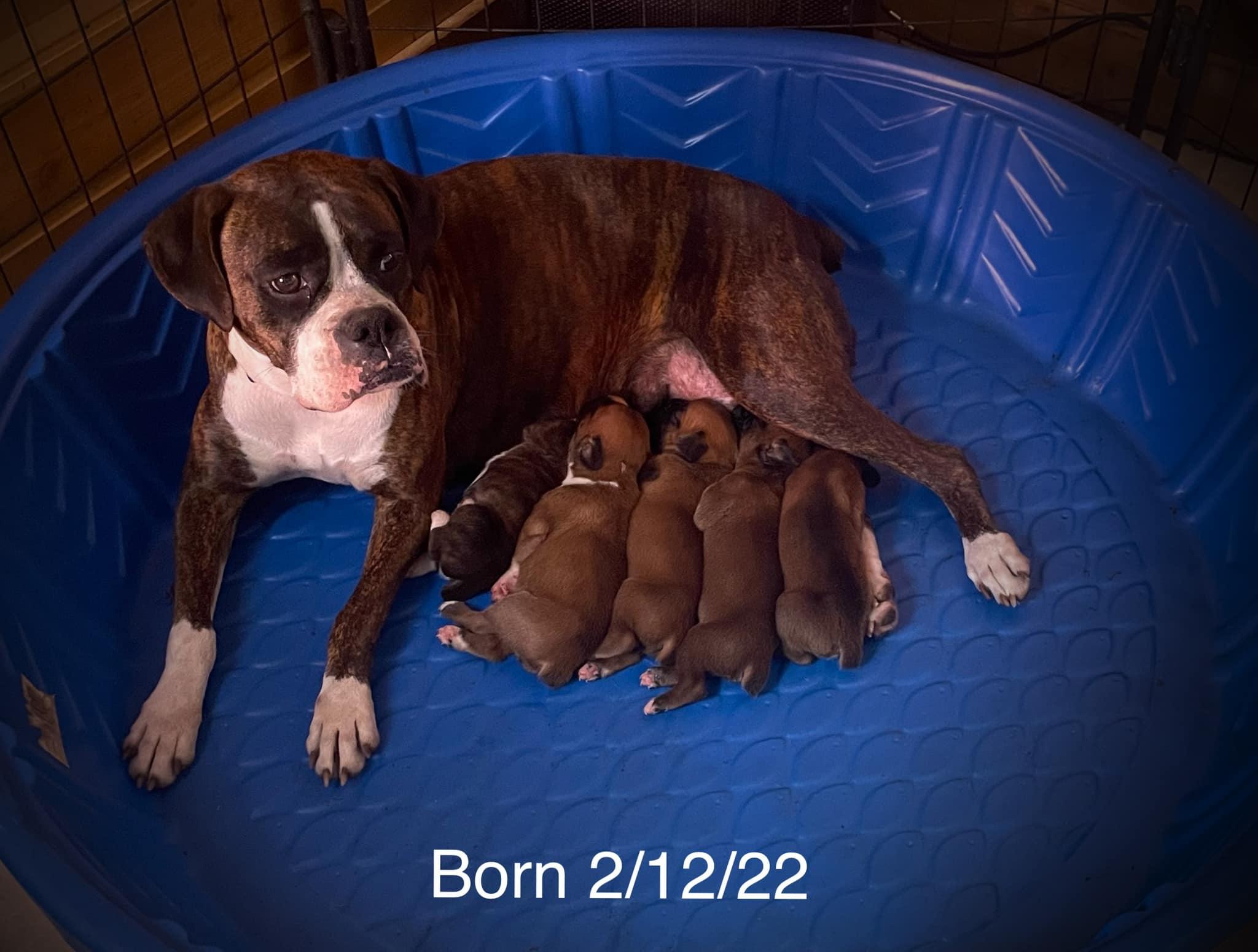 Rogers Farm’s Beloved Boxers in Florida | Boxer puppies | Good Dog