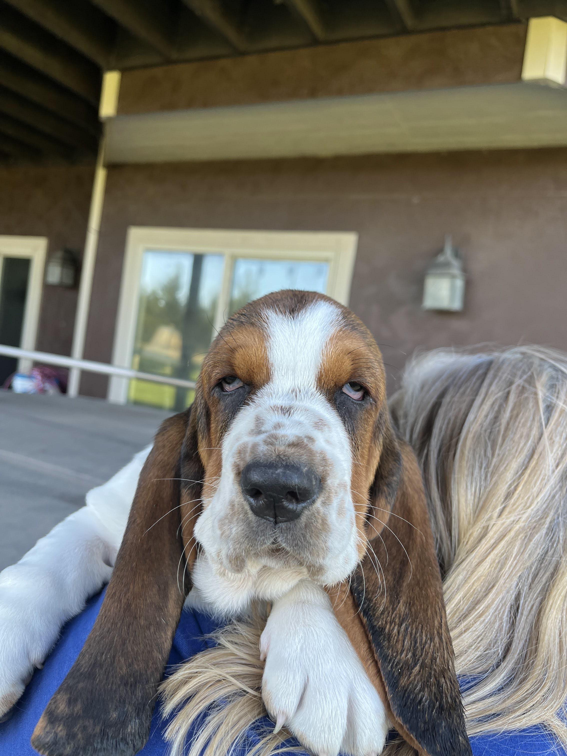 Irish Acres Basset Hounds in Kansas | Basset Hound puppies | Good Dog