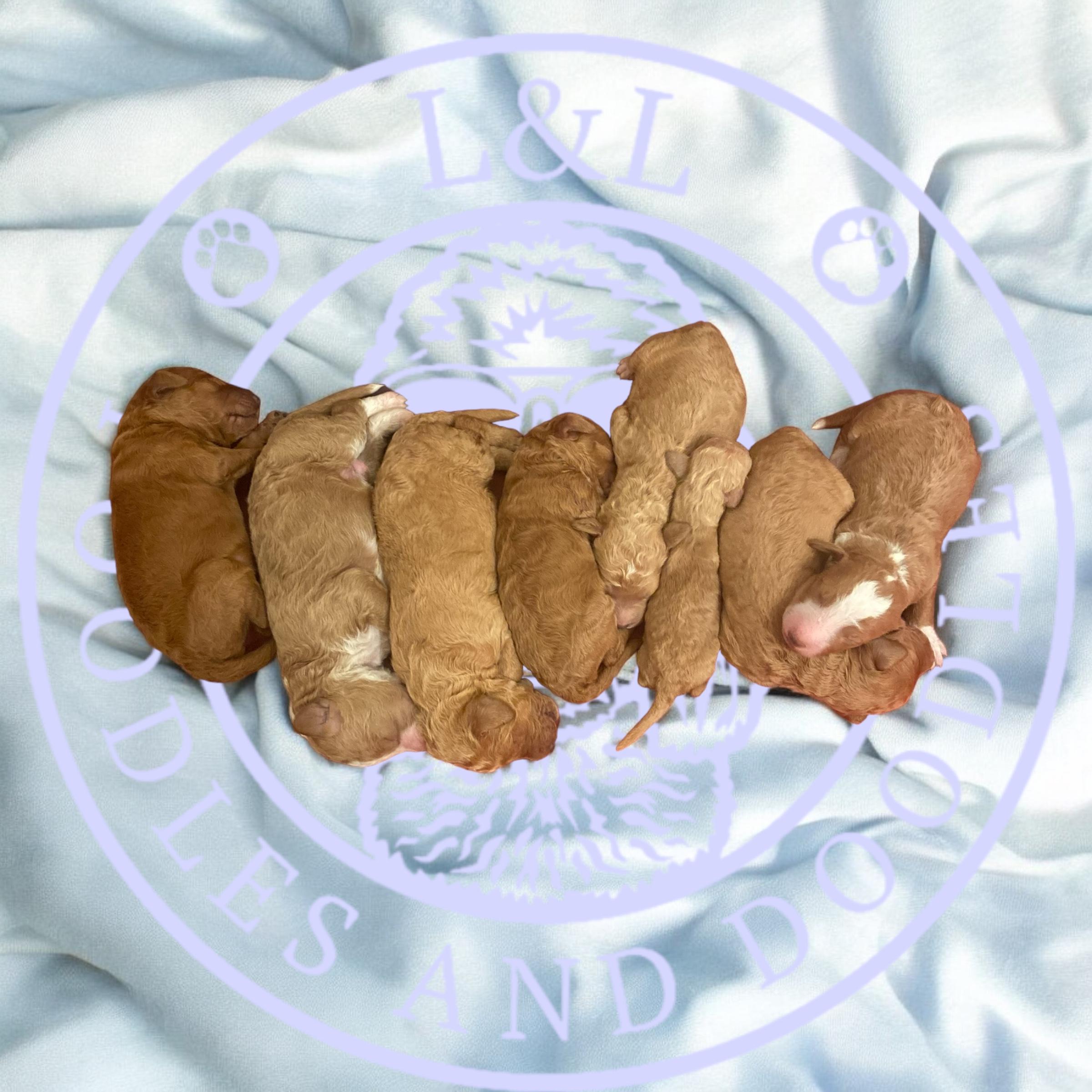 L&L Poodles and Doodles in Louisiana | Goldendoodle puppies | Good Dog