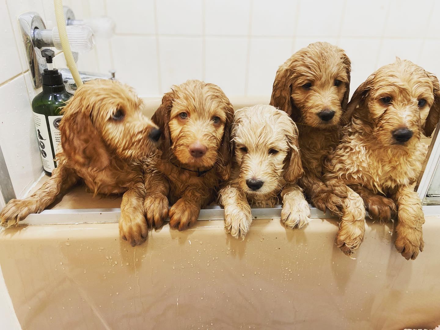 Dom’s Doodles in Illinois | Goldendoodle puppies | Good Dog