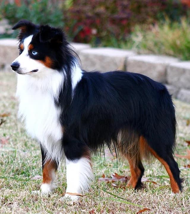 Fifth Avenue Australian Shepherds in New York | Miniature American ...