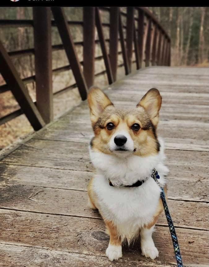 Rainbow Corgi Farms in Florida | Pembroke Welsh Corgi puppies | Good Dog
