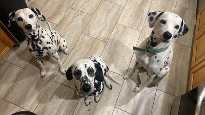Nancy's Dalmatians in Georgia | Dalmatian puppies | Good Dog