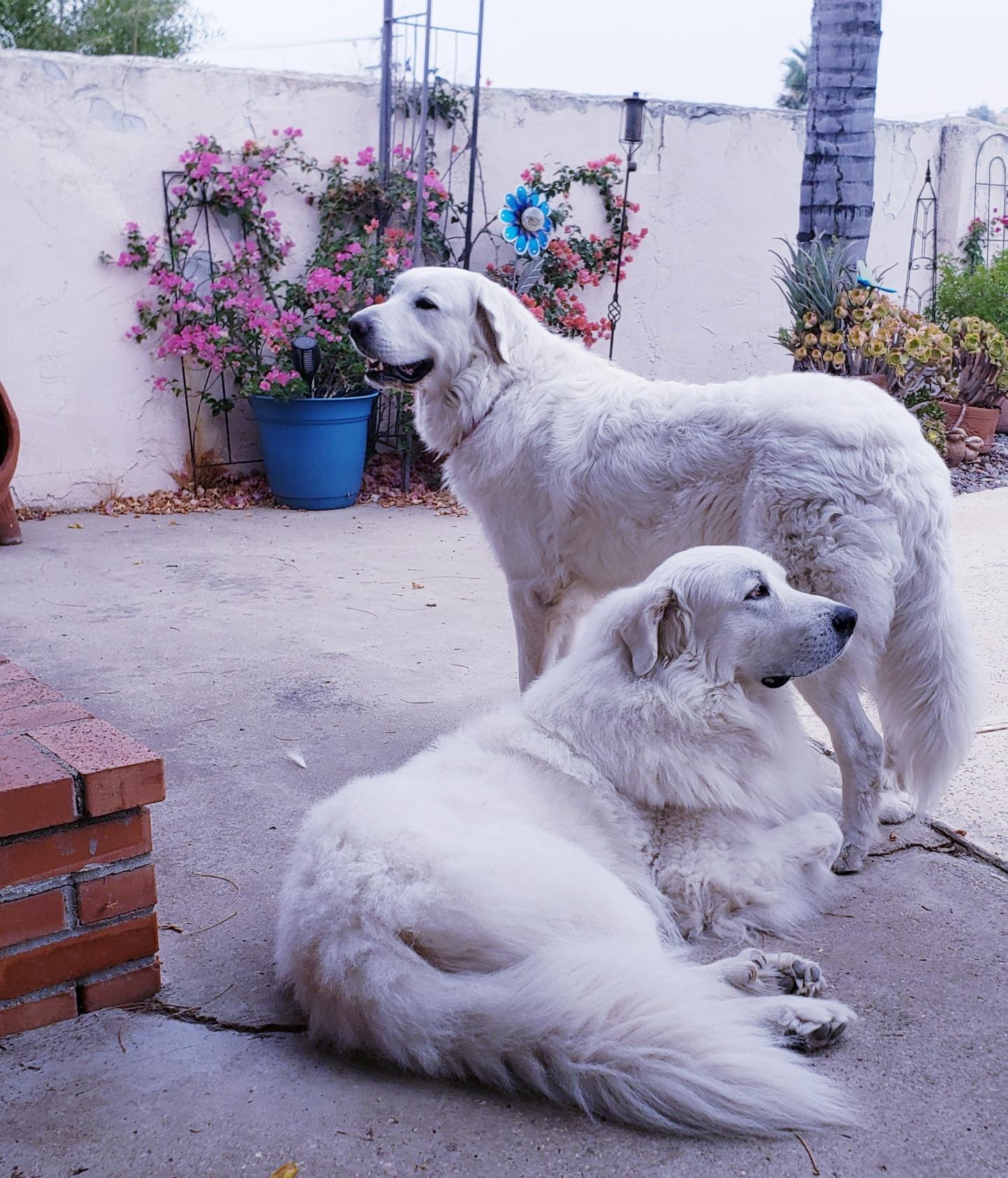Rusty Horse Ranch Great Pyrenees in California | Great Pyrenees puppies ...
