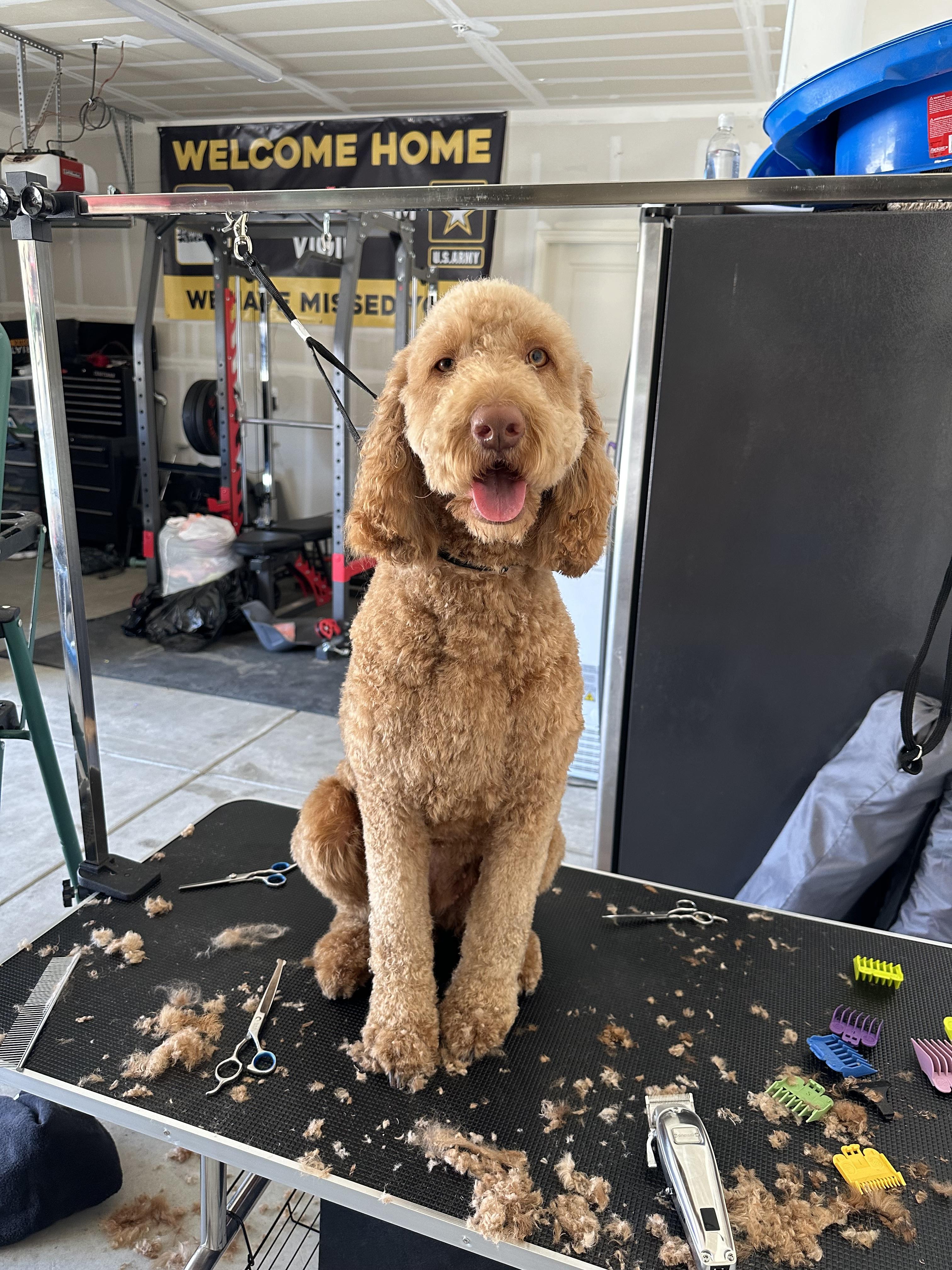 Delta Doodless in California | Goldendoodle and Labradoodle puppies ...