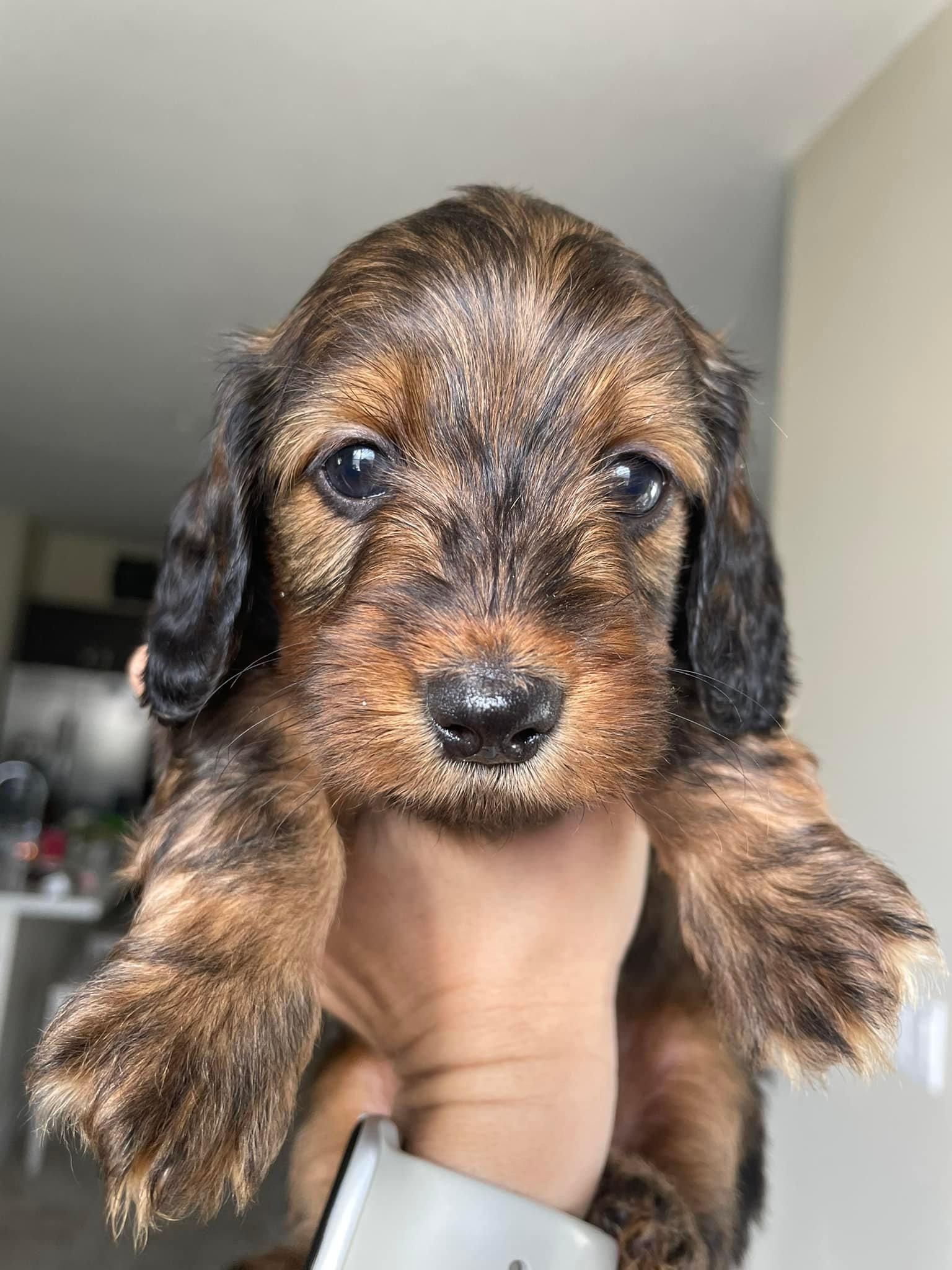 Doggie Dream House in Florida | Dachshund puppies | Good Dog