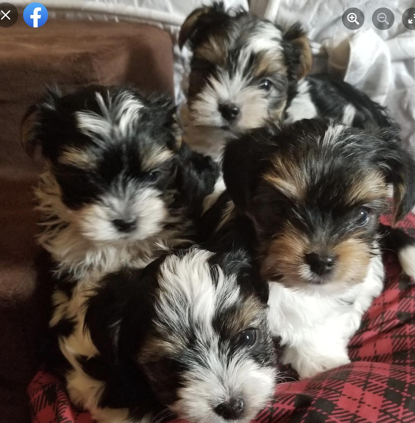 Golden Spirit Dews Exotic Yorkies in Georgia | Yorkshire Terrier ...