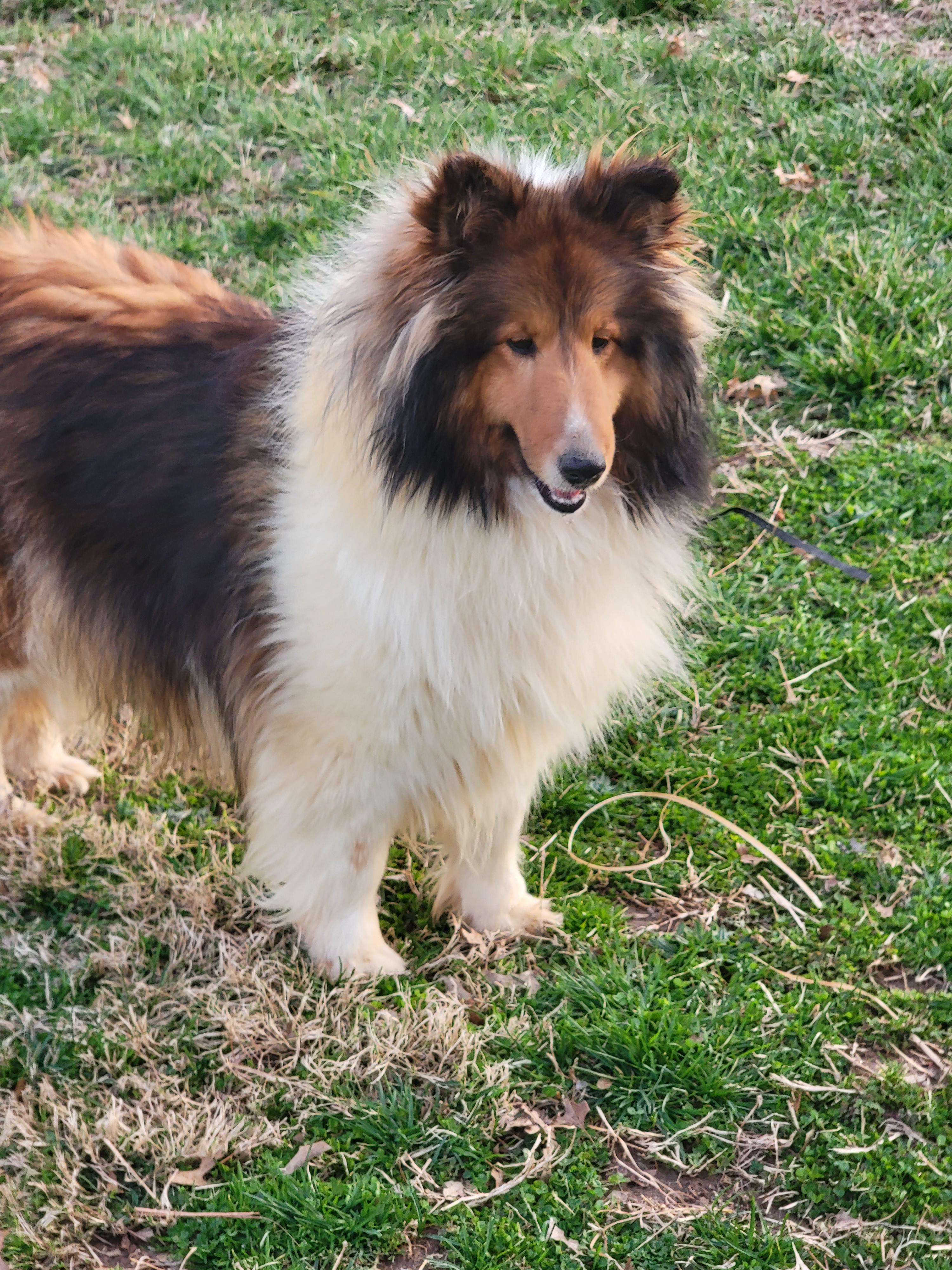 Brooks's little darlings in Missouri | Shetland Sheepdog puppies | Good Dog