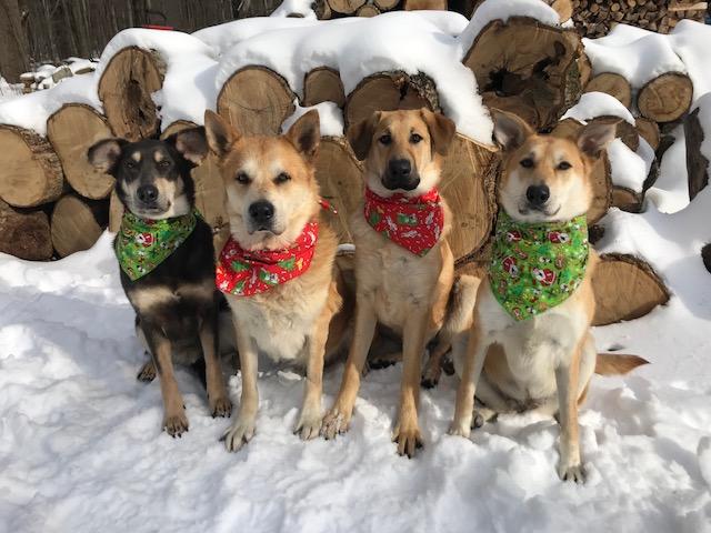 Spook Nook Chinooks in Connecticut | Chinook puppies | Good Dog