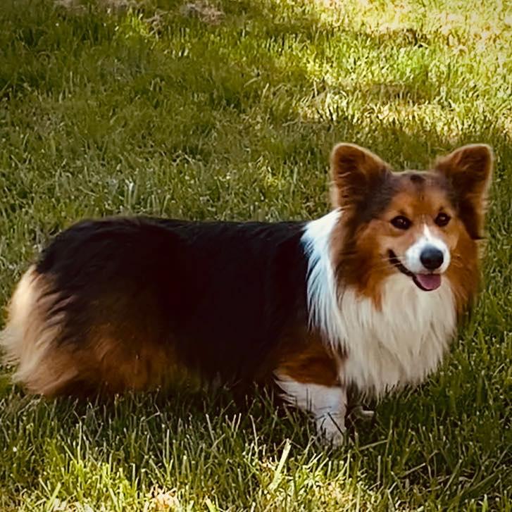 Wildcat Creek Corgis in Indiana | Pembroke Welsh Corgi puppies | Good Dog