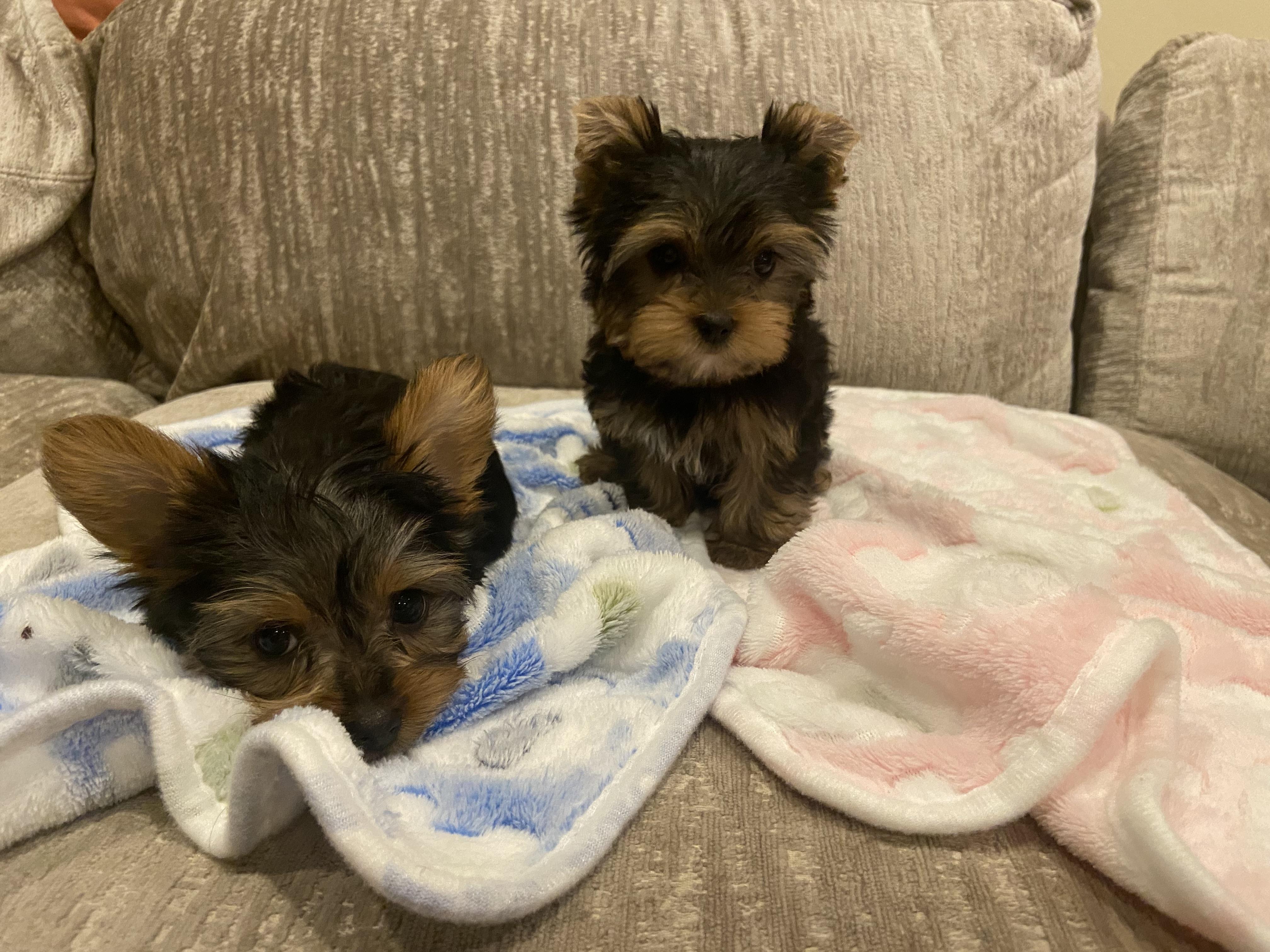 KH Yorkies in Wisconsin | Yorkshire Terrier puppies | Good Dog