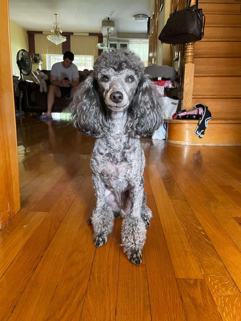 Esfir's Miniature Poodles in New York | Poodle puppies | Good Dog