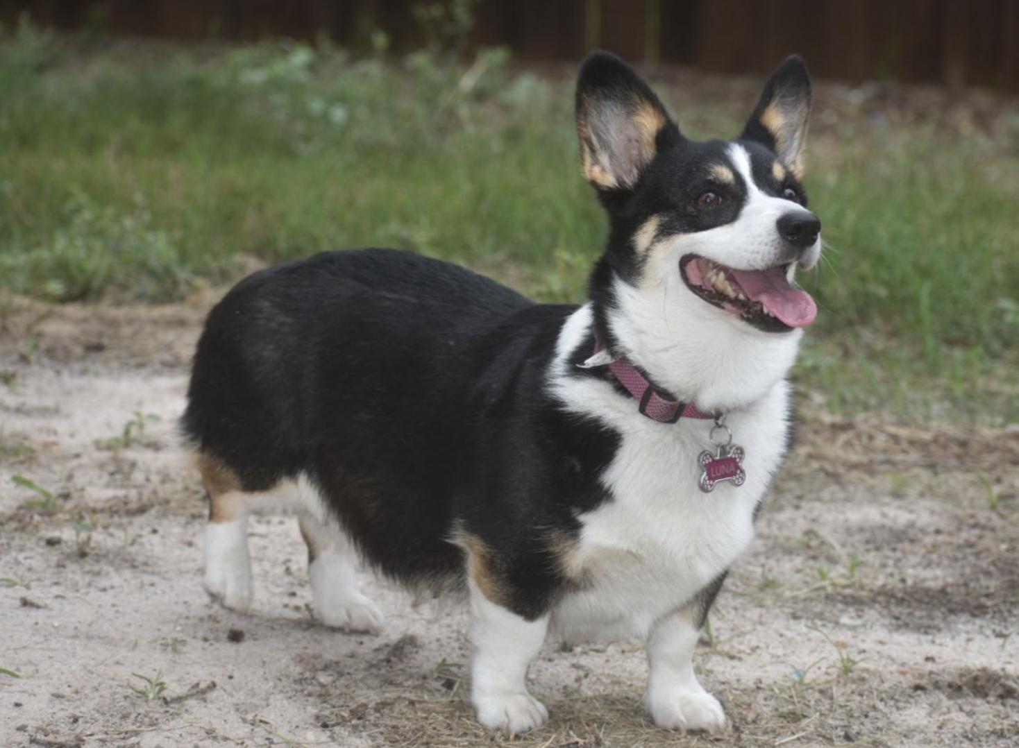 Aracelli's Corgis in Texas | Pembroke Welsh Corgi puppies | Good Dog