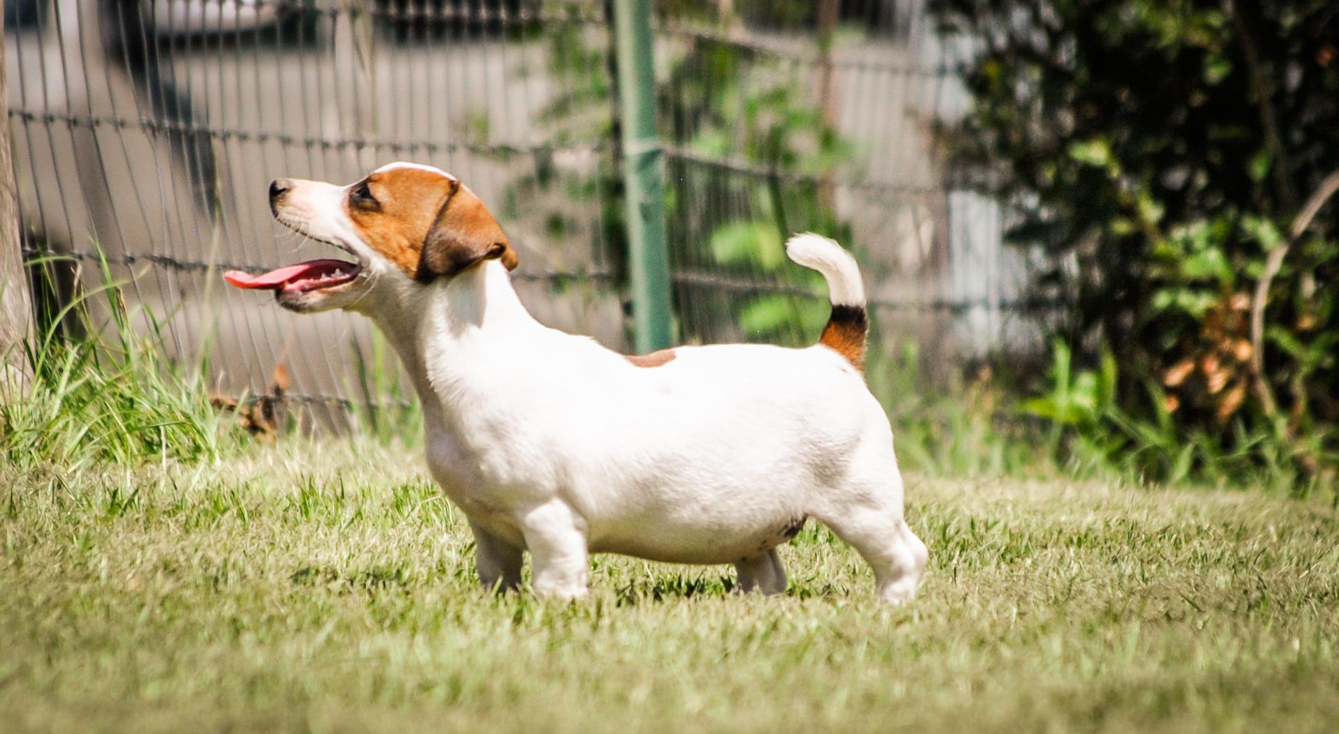 Jordan's Shorty Jacks in Texas | Jack Russell Terrier puppies | Good Dog